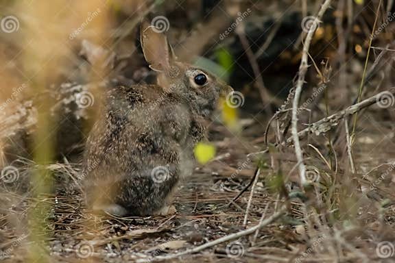 Beautiful Wild Florida Rabbit Stock Image - Image of beautiful, florida ...