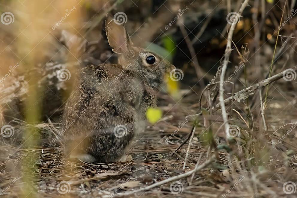 Beautiful Wild Florida Rabbit Stock Image - Image of beautiful, florida ...