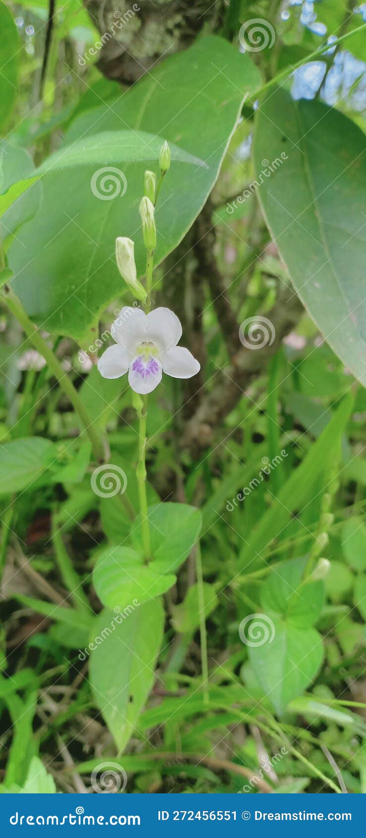 Beautiful Wild Flower Called Israel Grass Stock Image - Image of wild ...
