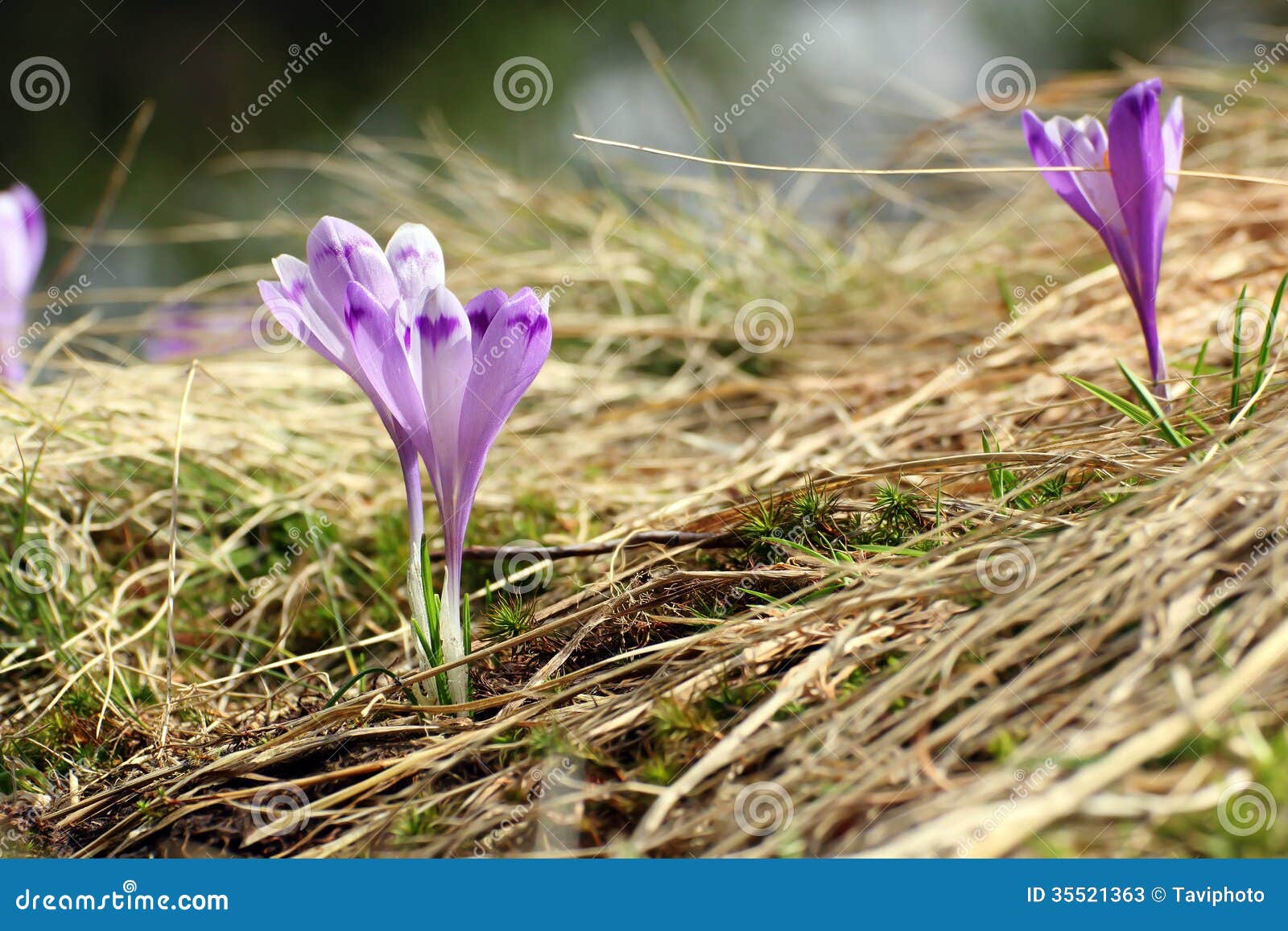 Beautiful Wild Flower Crocus Sativus Stock Image - Image of grass, blue ...