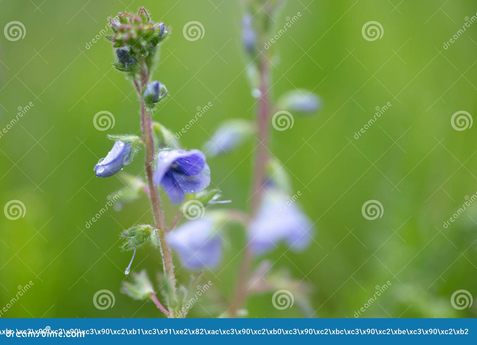Beautiful Wild Flower and Greenery Close Up Stock Image - Image of blue ...