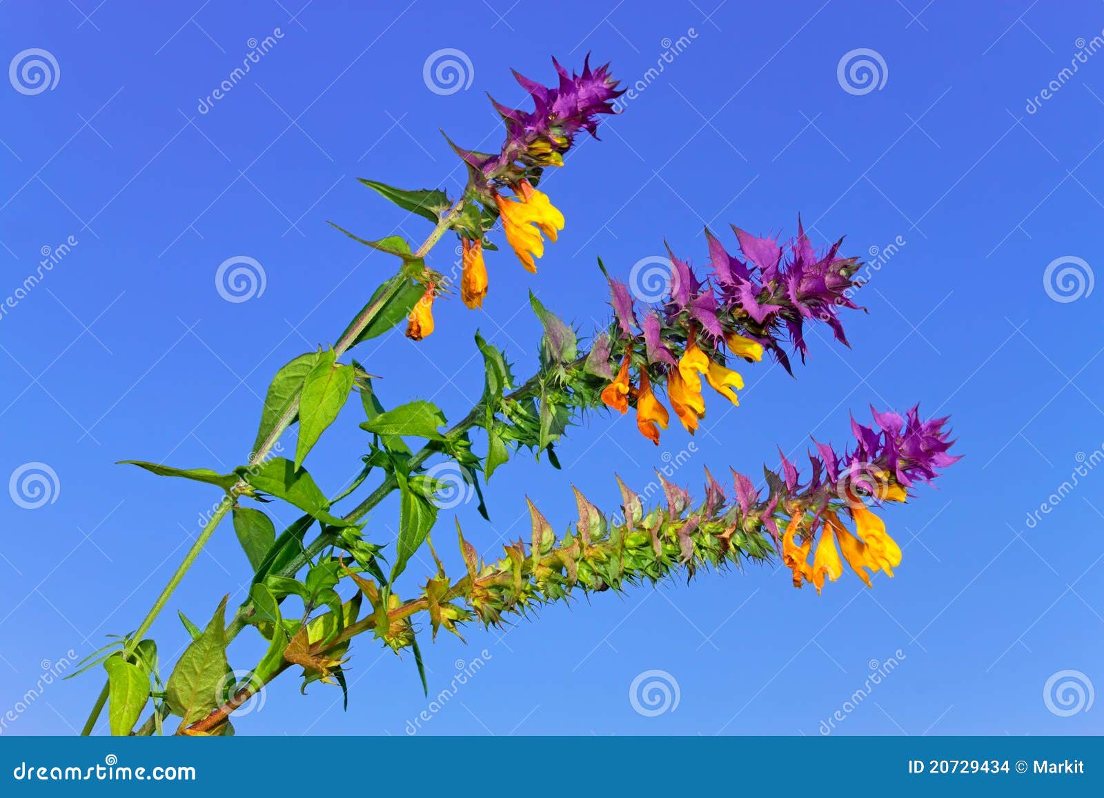 Beautiful wild flowers stock photo. Image of meadows - 20729434