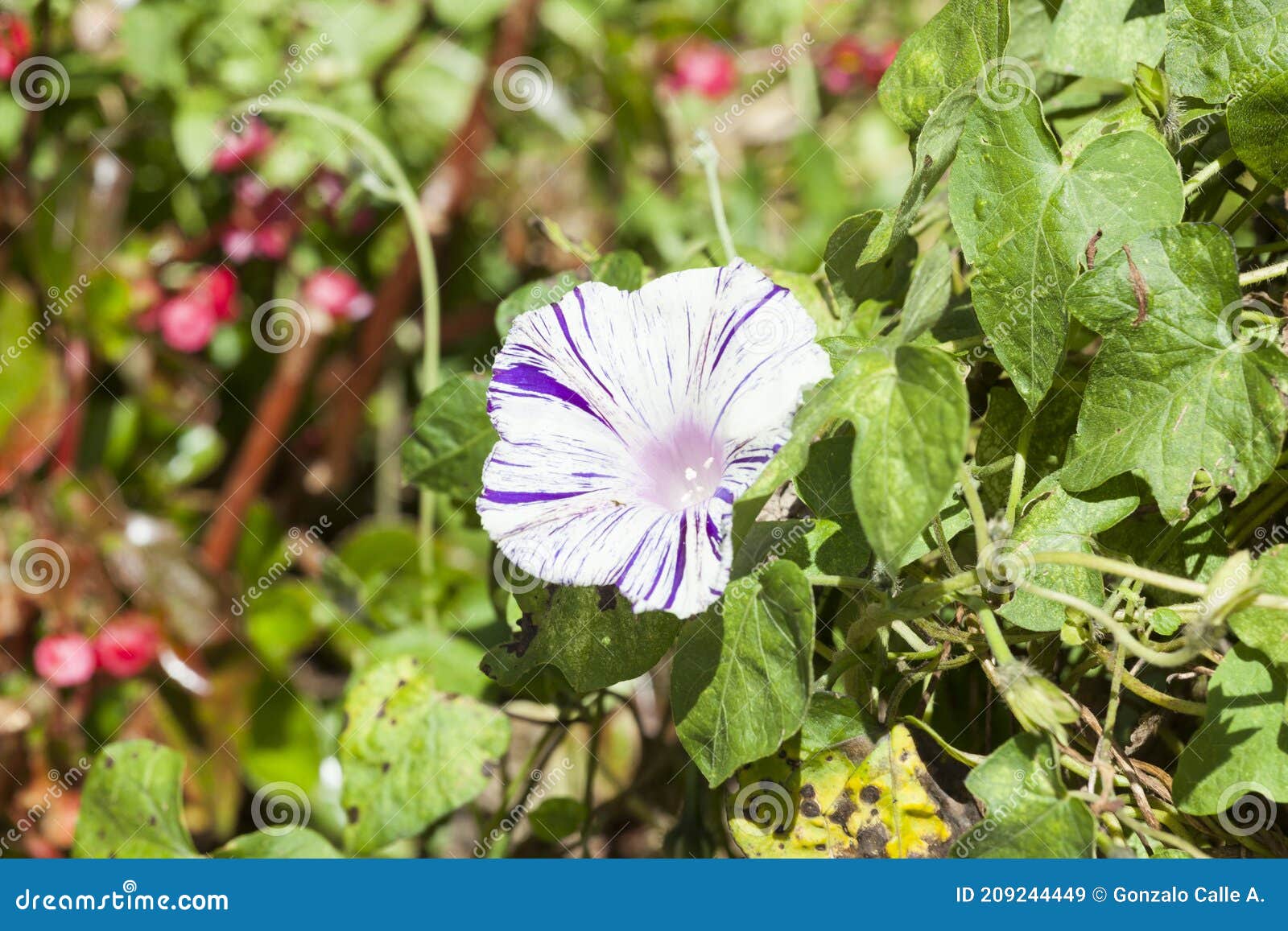 Beautiful Wild Flowers in a Natural Environment Stock Image - Image of ...