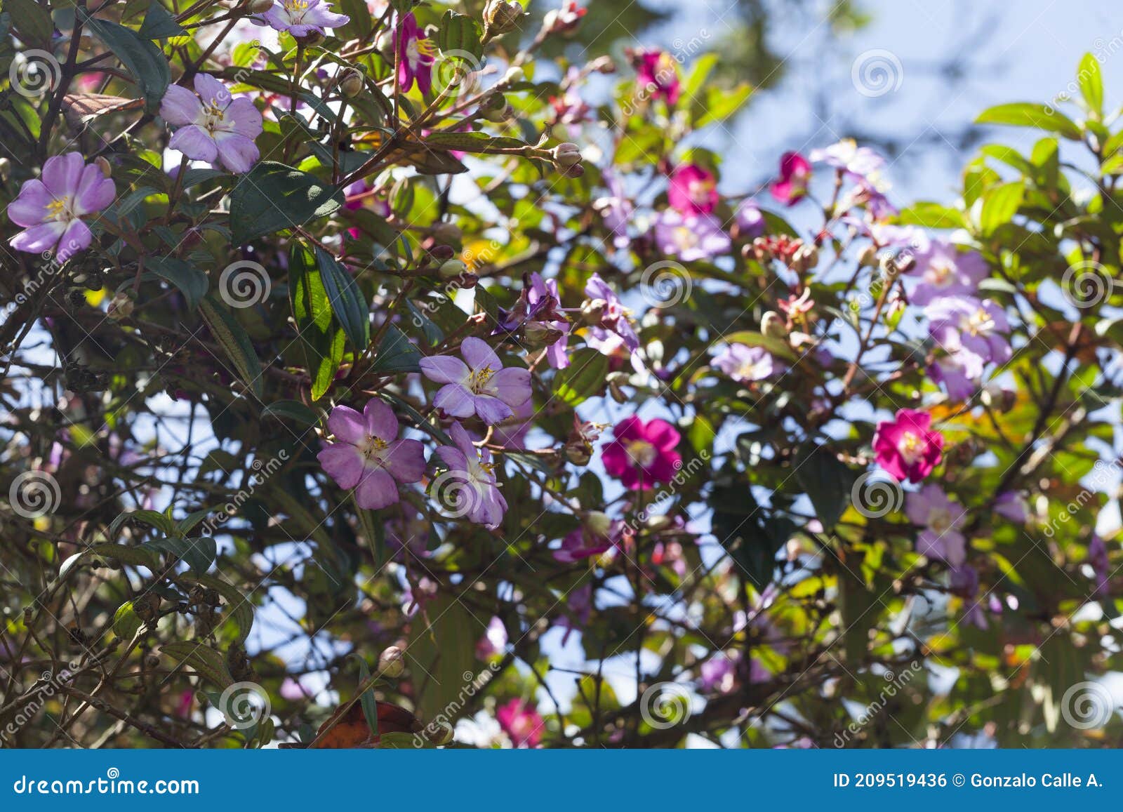 Beautiful Wild Flowers in a Natural Environment Stock Photo - Image of ...
