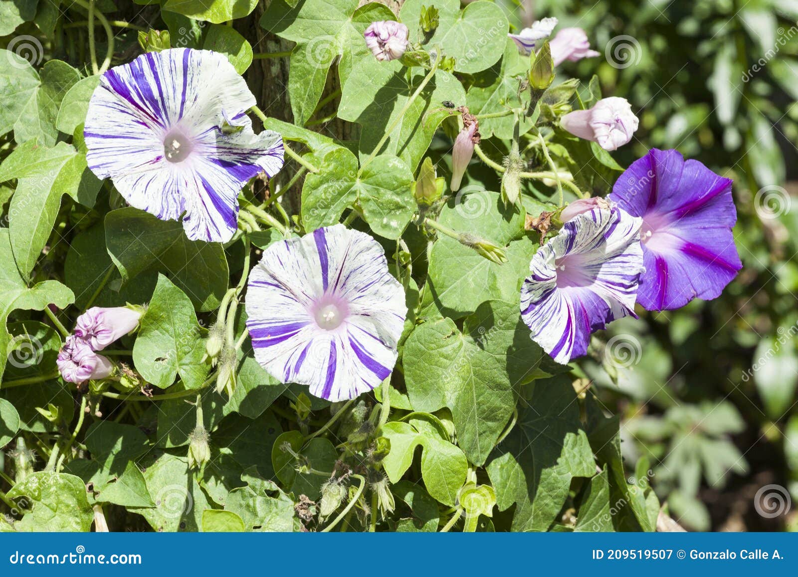 Beautiful Wild Flowers in a Natural Environment Stock Image - Image of ...