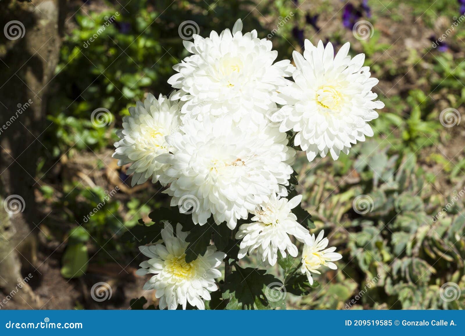 Beautiful Wild Flowers in a Natural Environment Stock Image - Image of ...