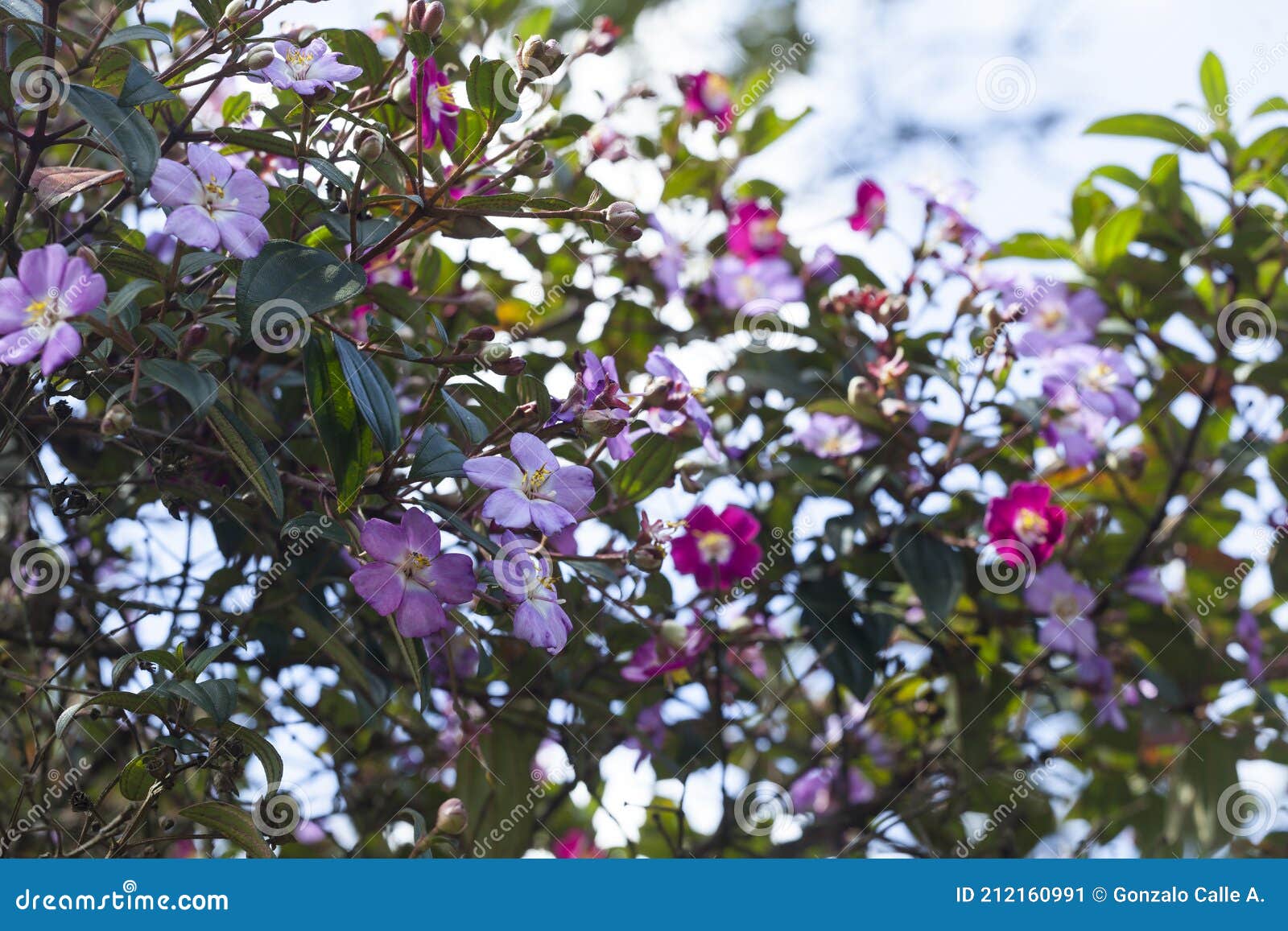 Beautiful Wild Flowers in a Natural Environment Stock Image - Image of ...