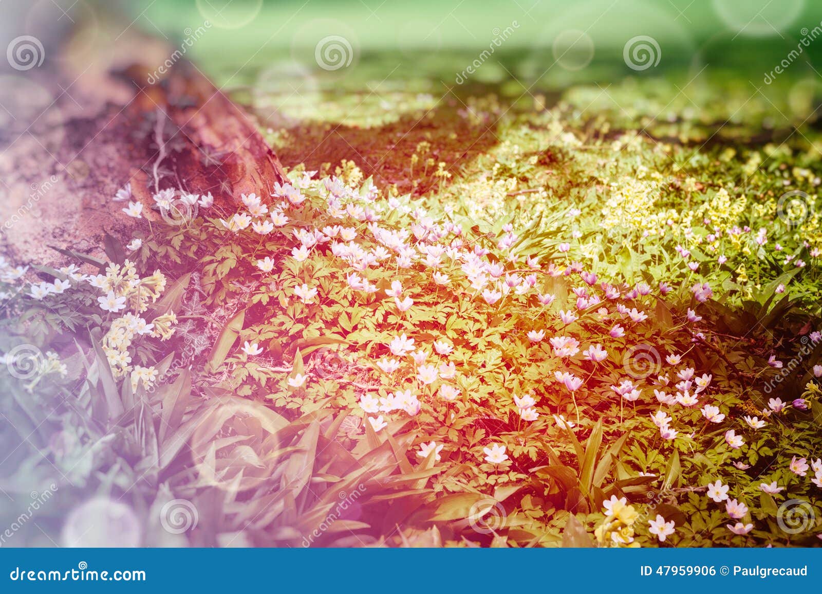 Beautiful Wild Flowers in Spring Forest Stock Photo - Image of ground ...
