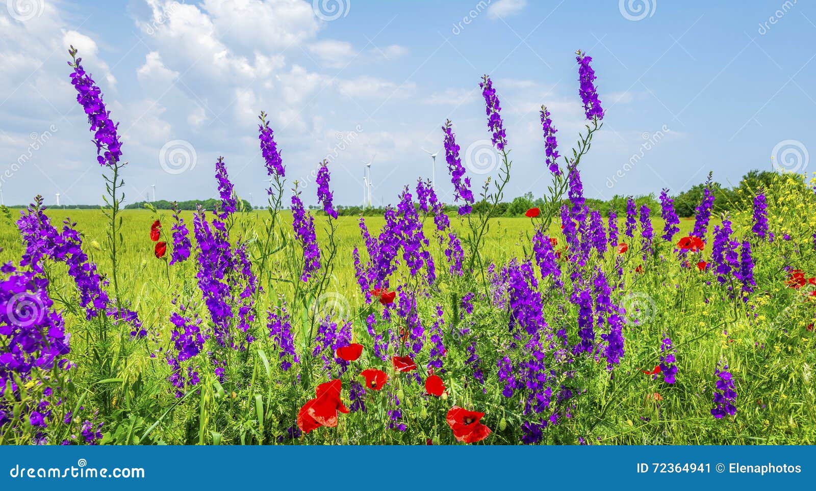Beautiful wild flowers stock image. Image of colorful - 72364941