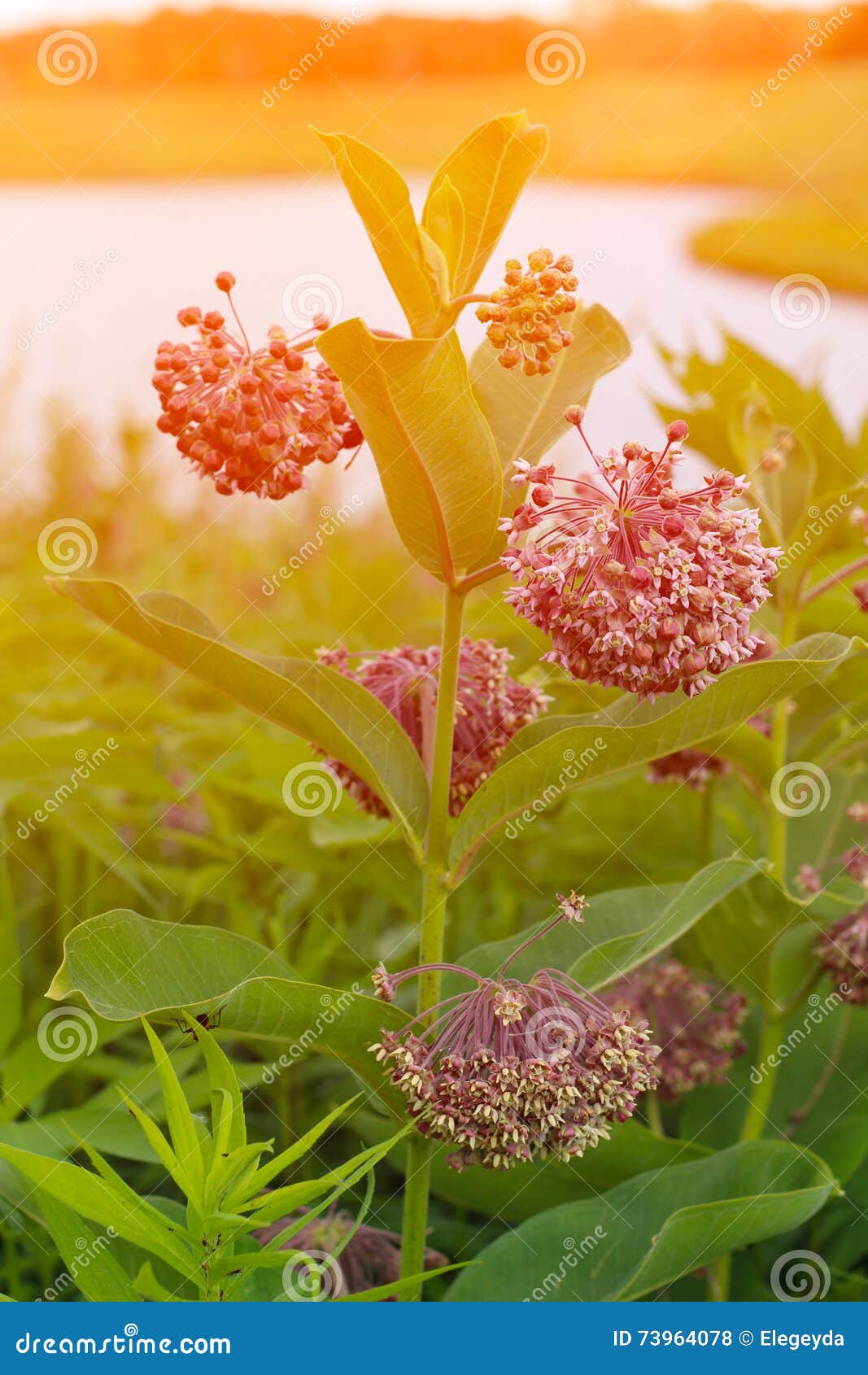 Beautiful wild flowers stock photo. Image of meadow, botanical - 73964078