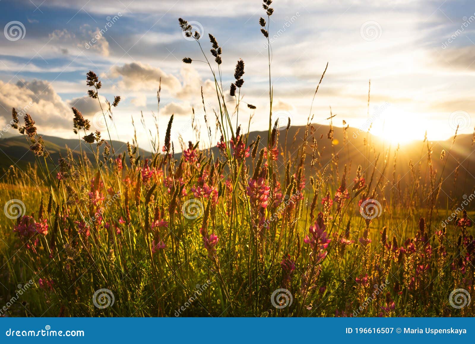 Beautiful Wild Flowers on Sunset in Summer Stock Image - Image of ...