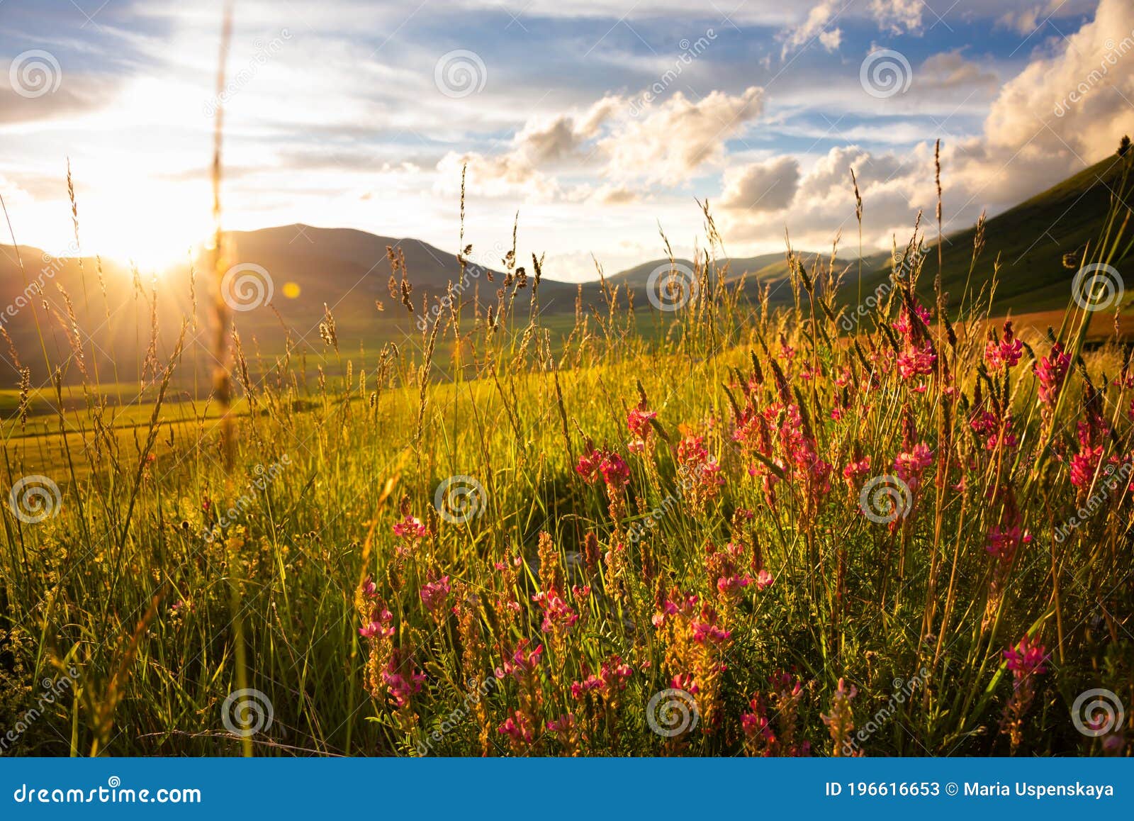 Beautiful Wild Flowers on Sunset in Summer Stock Image - Image of ...