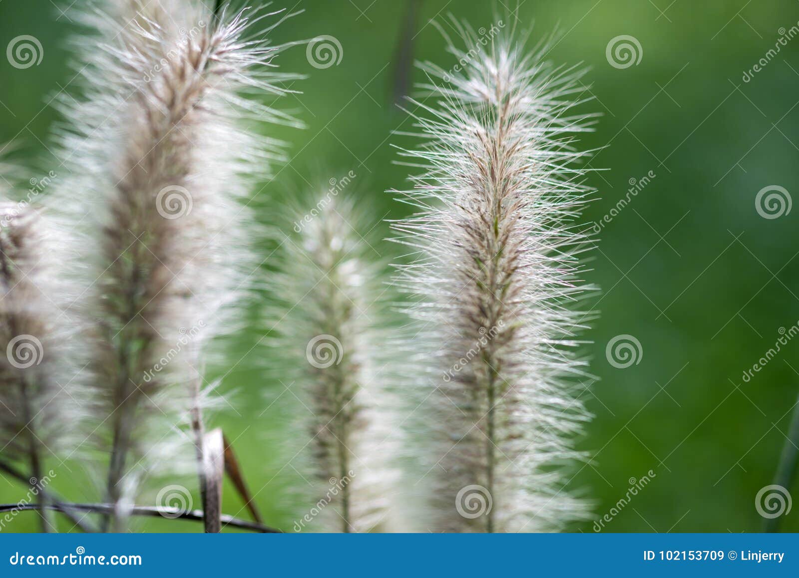 Fox Tail in a Blurred Background Stock Image - Image of beauty, cute ...