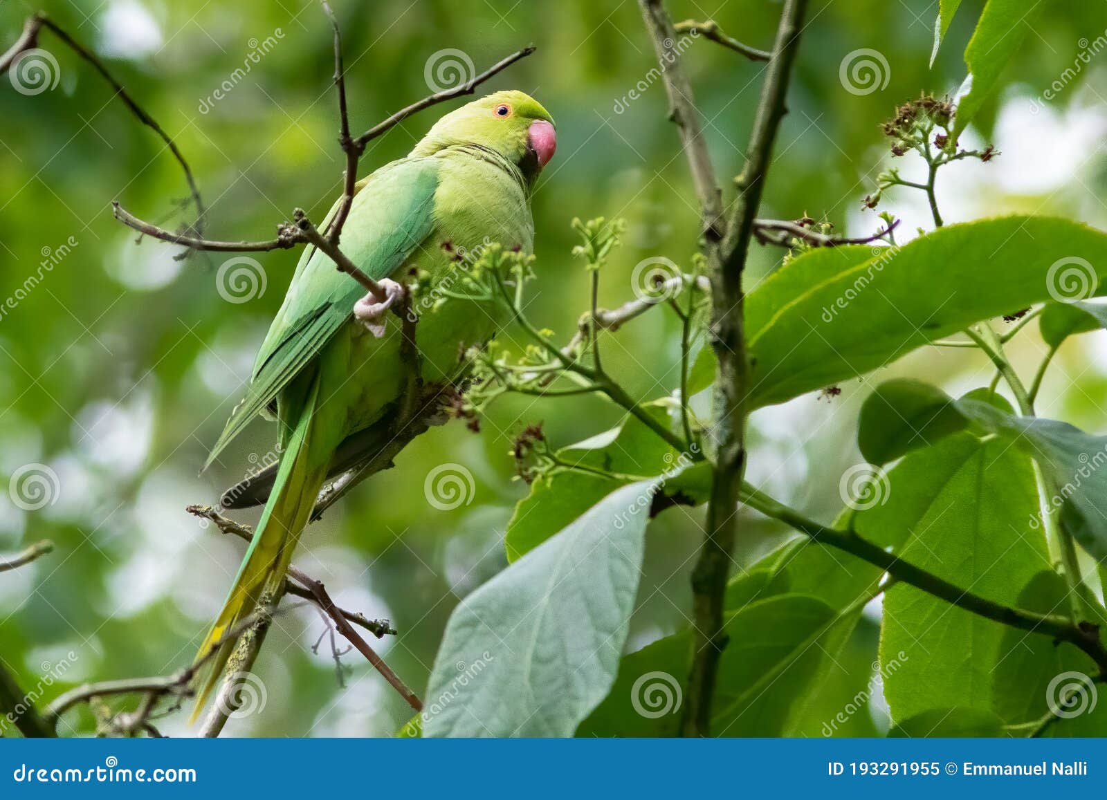 Beautiful Wild Green Parakeet Bird on Tree Branch and Green Leaves ...