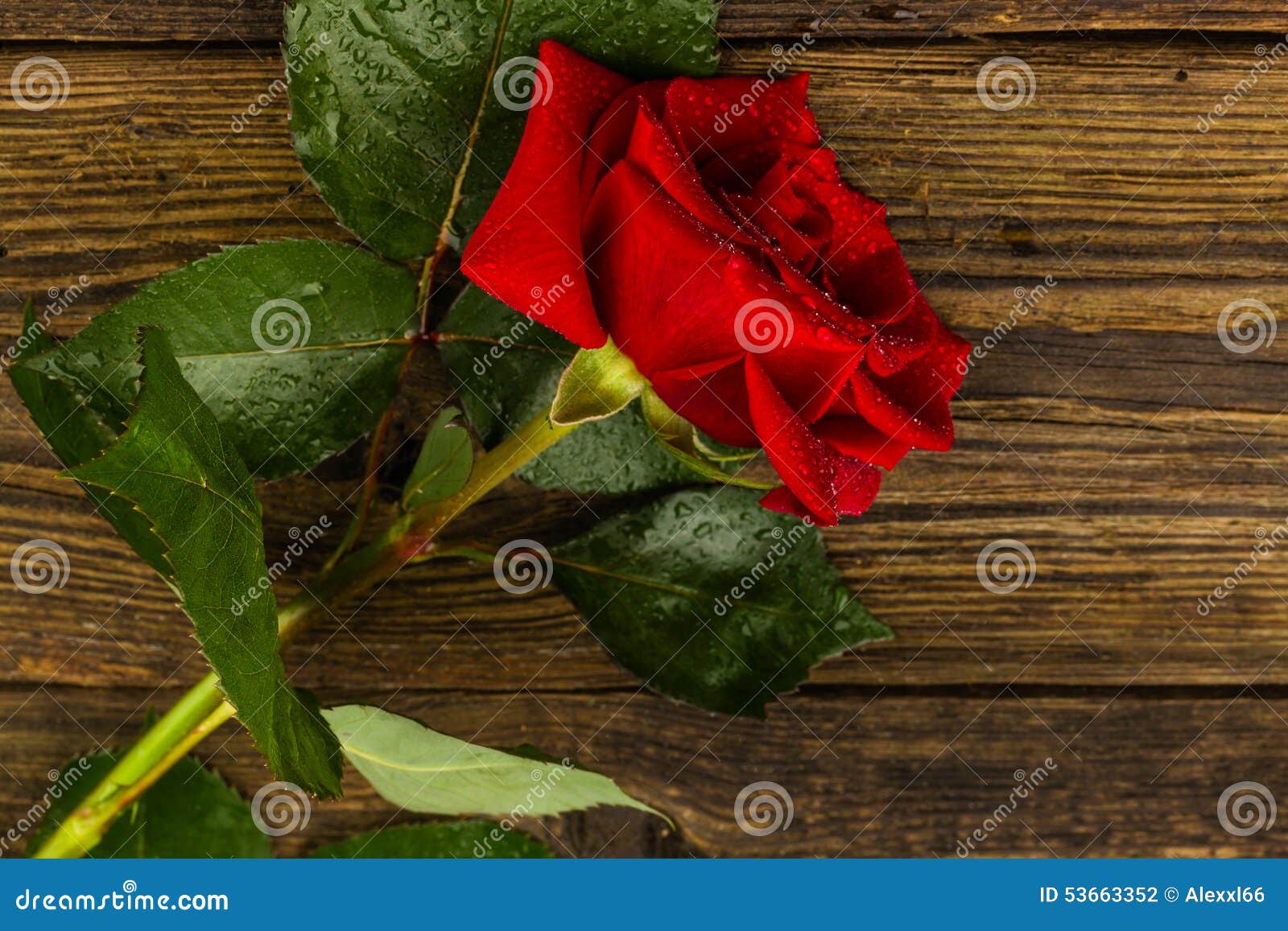 Beautiful Wild-growing Red Rose Stock Photo - Image of wooden, blossom ...