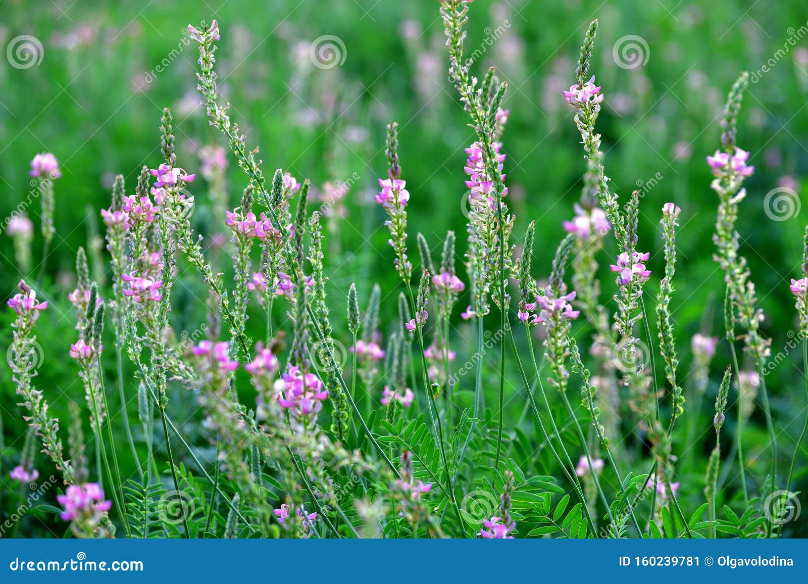 The Beautiful Wild Heather Closeup a Shot Stock Image - Image of ...