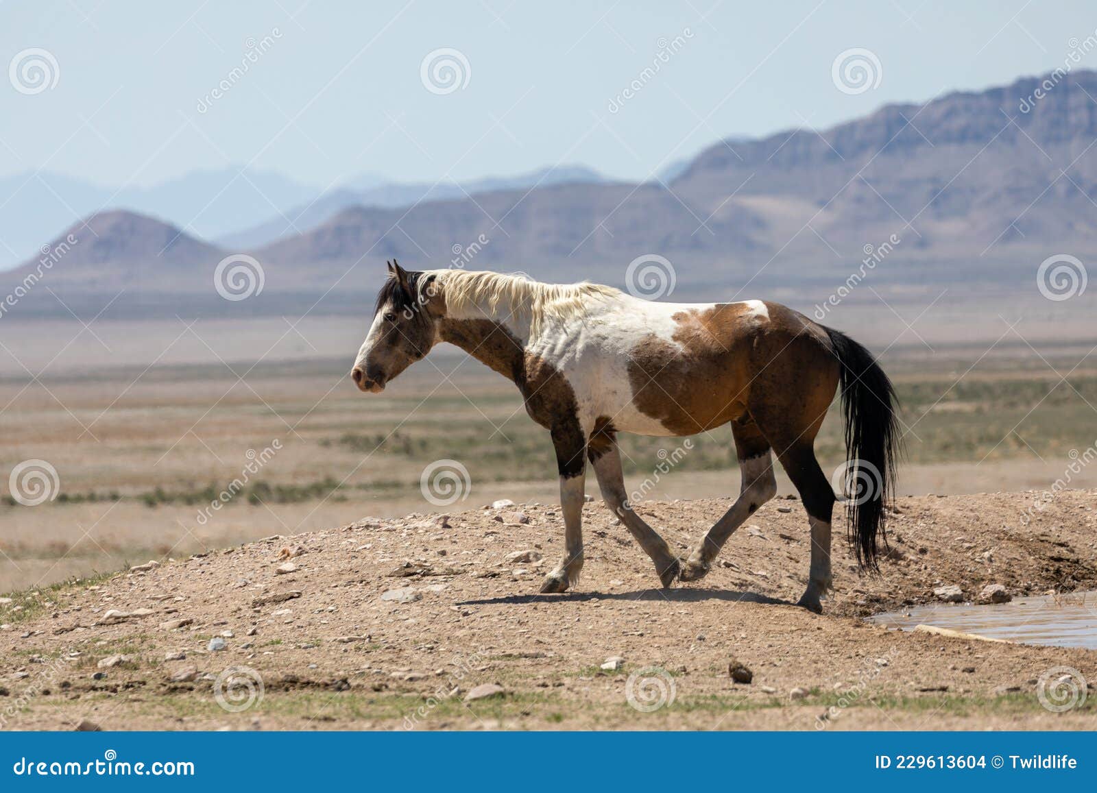 Wild Horse in Spring in the Desert Stock Photo - Image of wildlife ...
