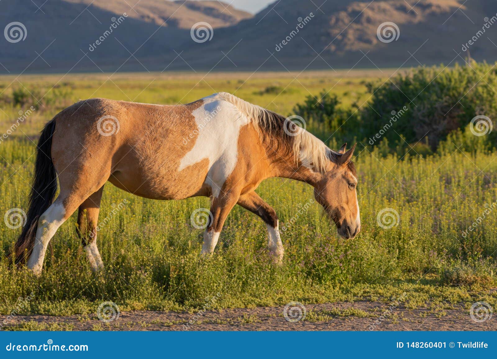 Beautiful Wild Horse in Spring in Utah Stock Image - Image of americana ...