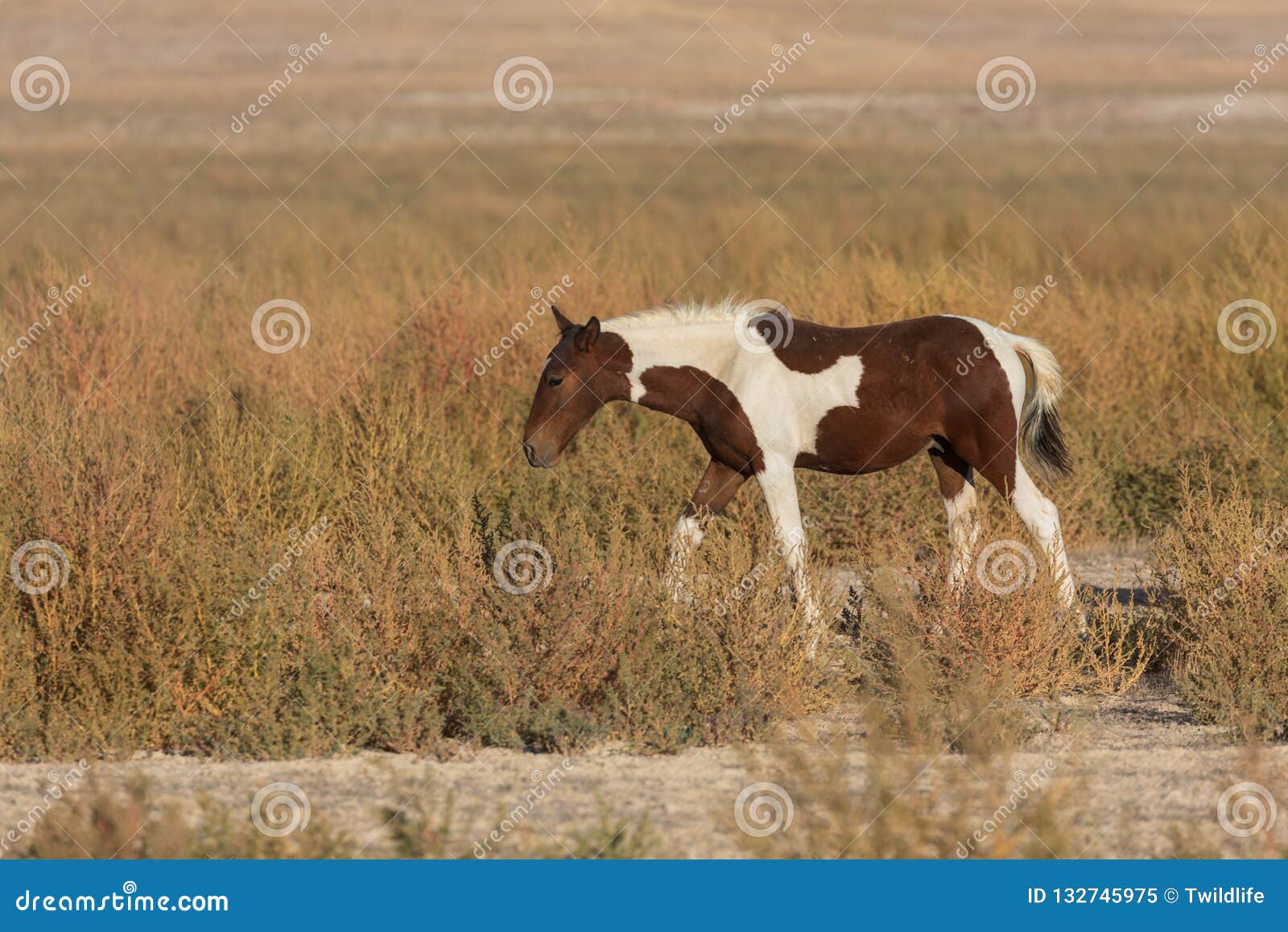 Beautiful Wild Horse in the Utah Desert Stock Image - Image of wild ...