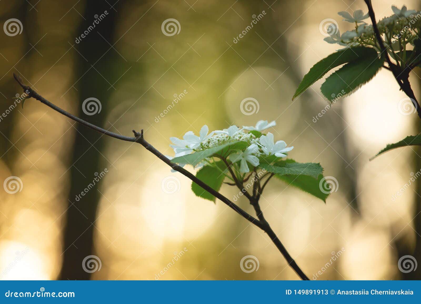 Beautiful Wild Hydrangea Flowers in Bloom in Spring at Sunset Stock ...