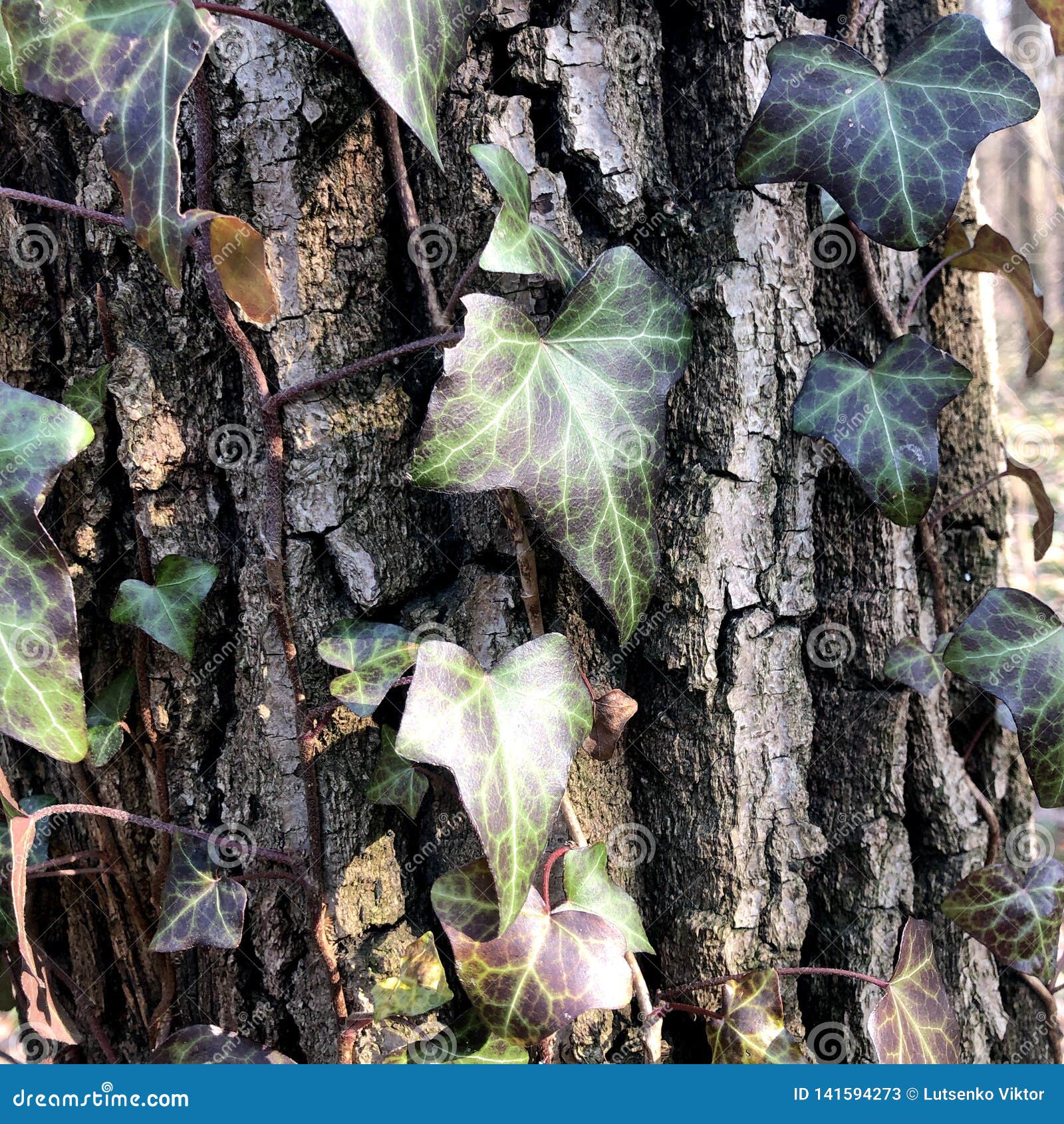 Beautiful, Wild Ivy on Tree Bark Background Stock Image - Image of tree ...