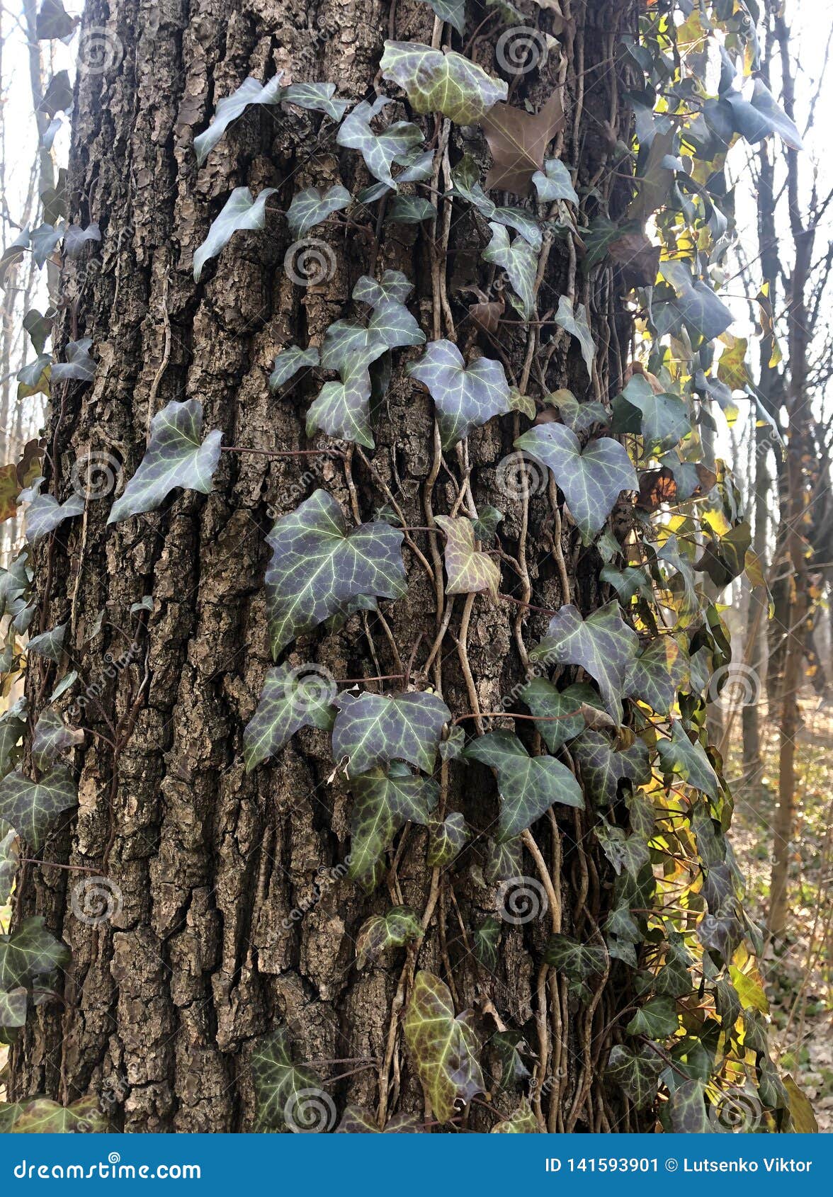 Beautiful, Wild Ivy on Tree Bark in the Forest Stock Image - Image of ...