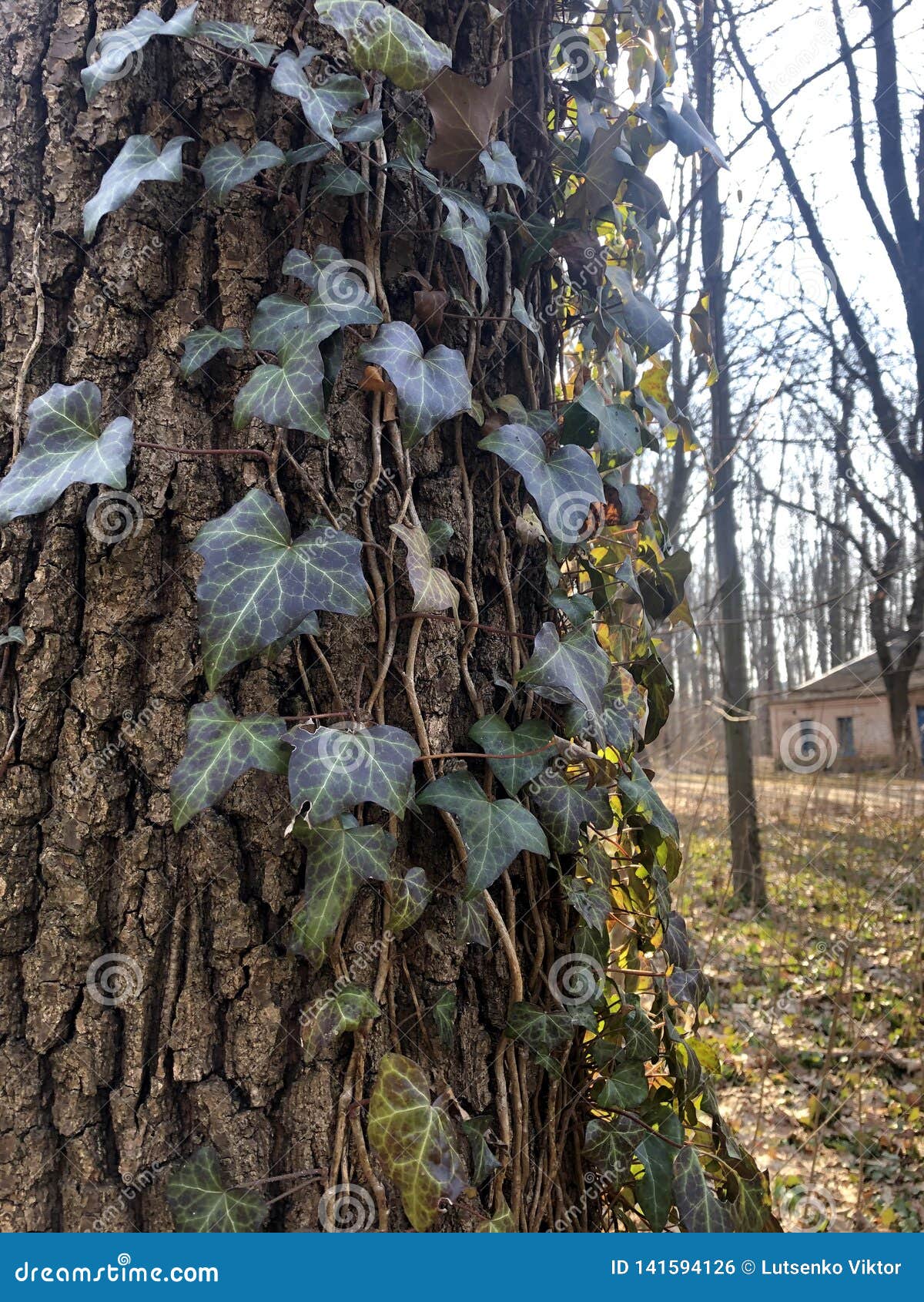 Beautiful, Wild Ivy on Tree Bark in the Forest Stock Photo - Image of ...