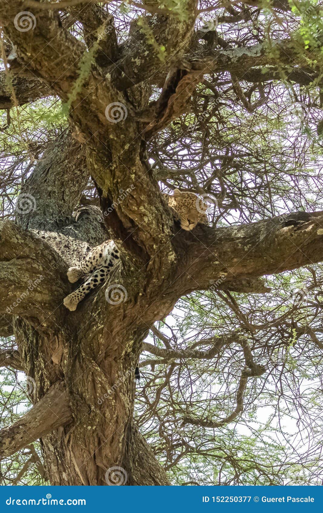 Beautiful wild leopard stock image. Image of environment - 152250377