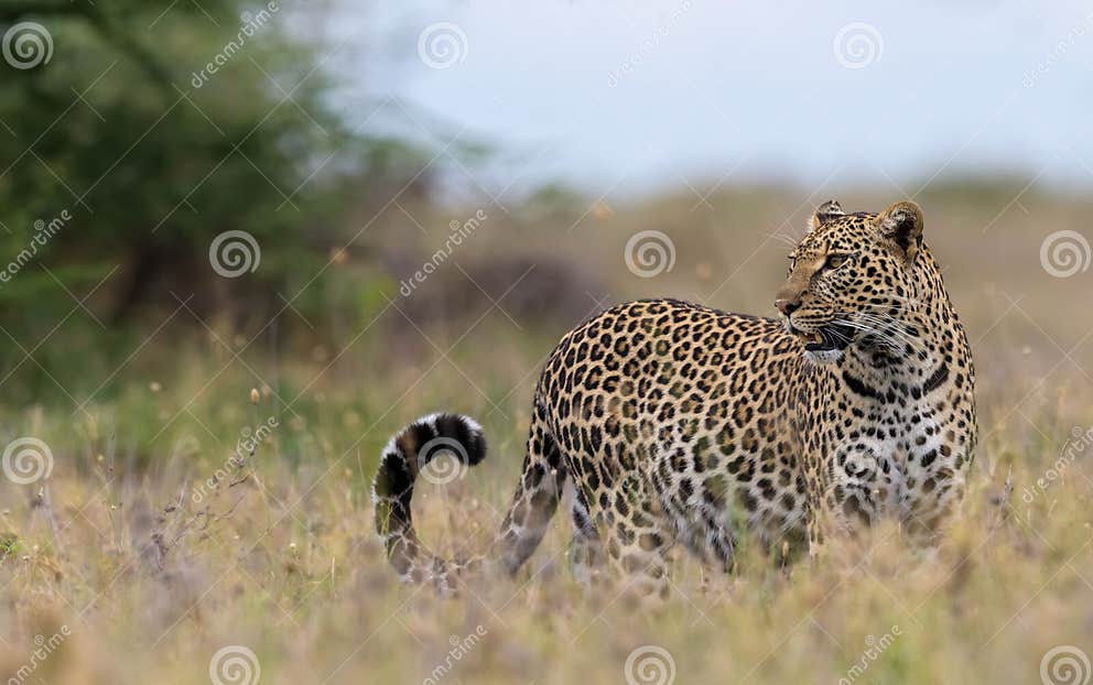 Beautiful Wild Leopard Standing on a Field Stock Photo - Image of ...