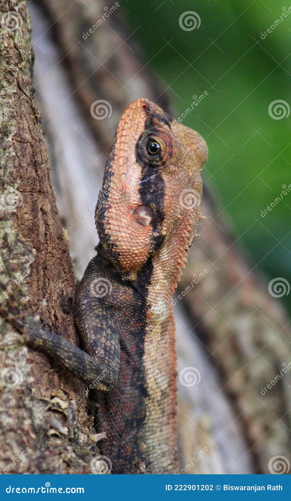 Beautiful Wild Lizard on Tree Close Up from Different Angle View HD ...