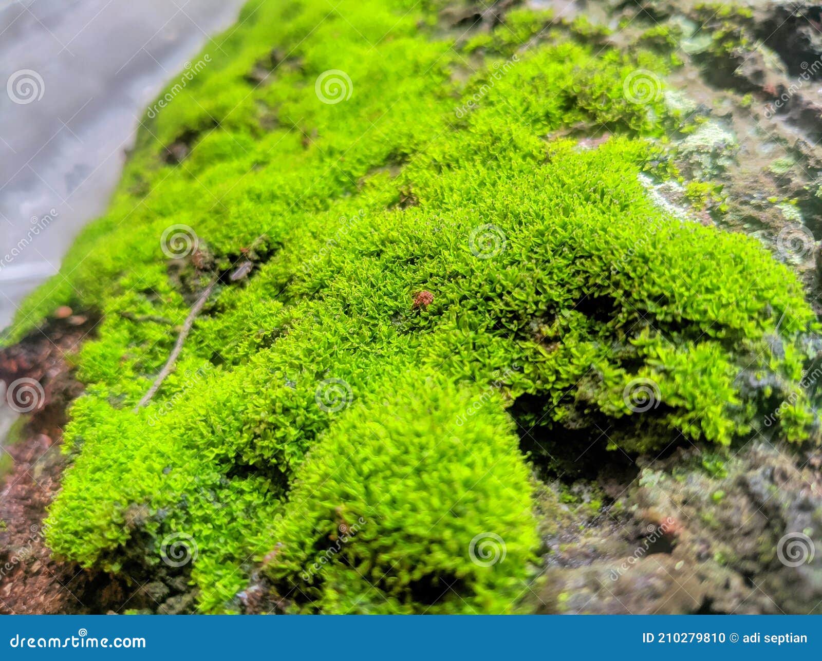 Beautiful wild moss plant stock photo. Image of wild - 210279810