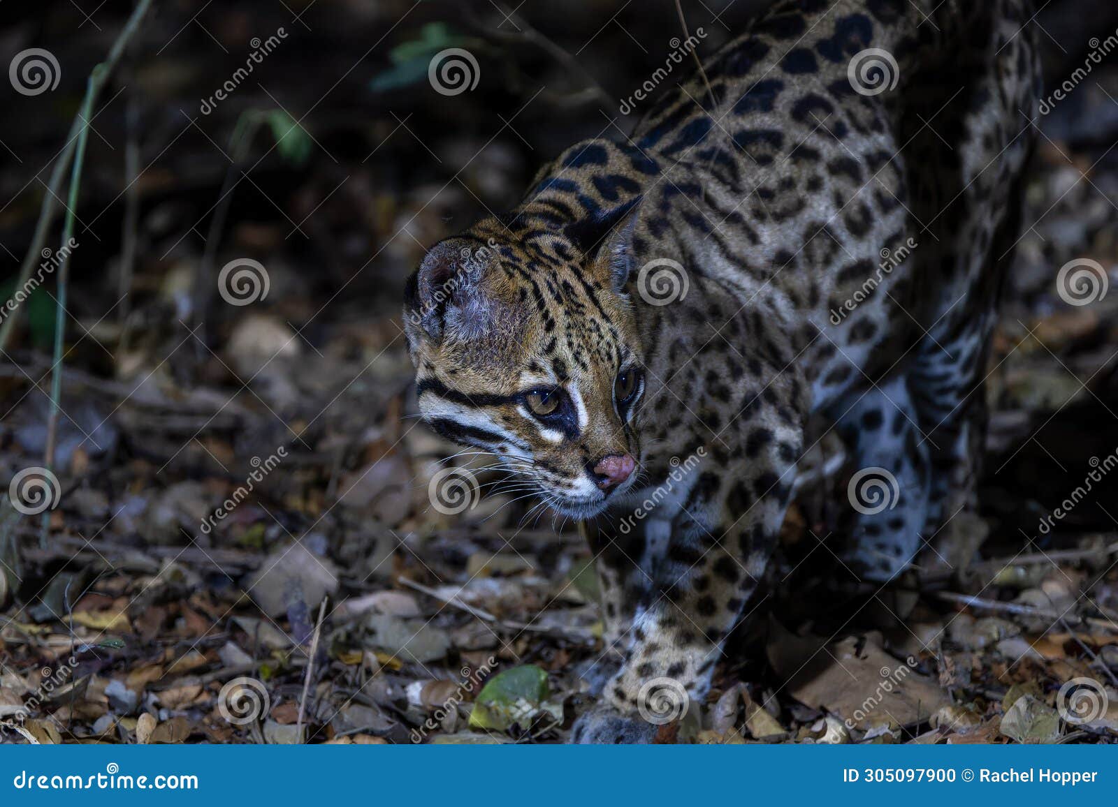 Beautiful Wild Ocelot (Leopardus Pardalis) in a Brazil Forest at Night ...