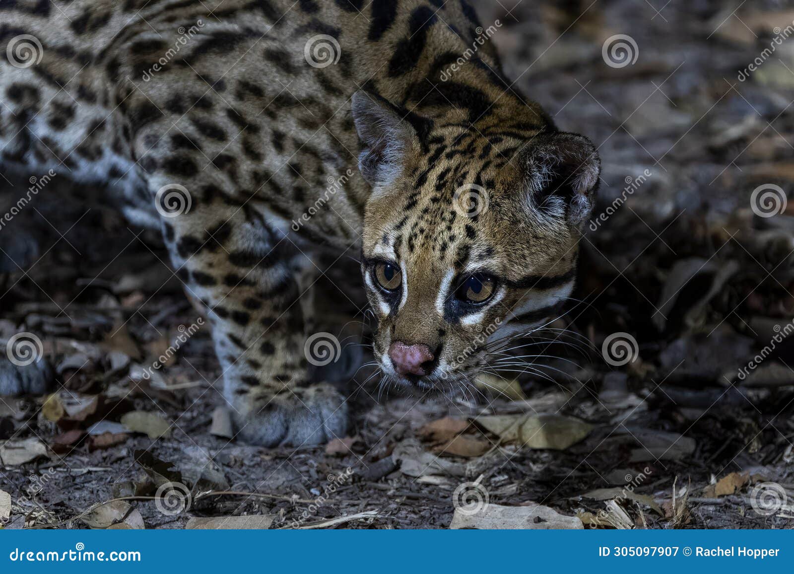 Beautiful Wild Ocelot (Leopardus Pardalis) in a Brazil Forest at Night ...