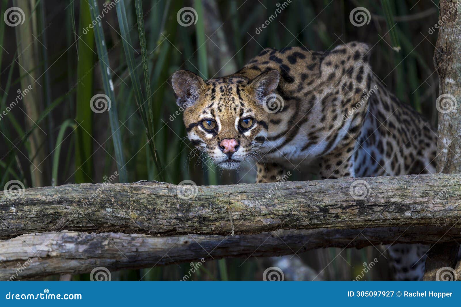 Beautiful Wild Ocelot (Leopardus Pardalis) in a Brazil Forest at Night ...