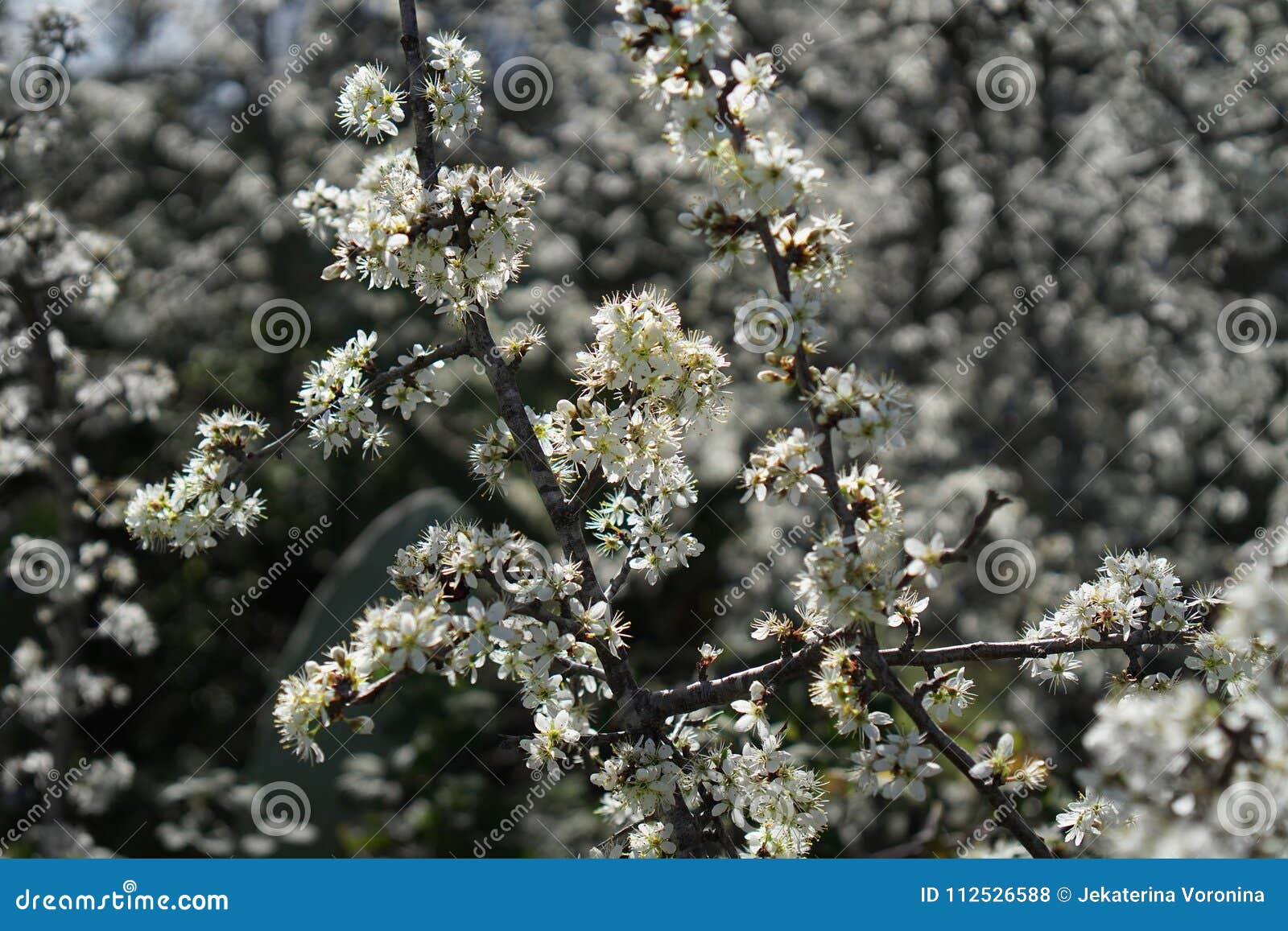 Wild pear tree in bloom stock photo. Image of flora - 112526588