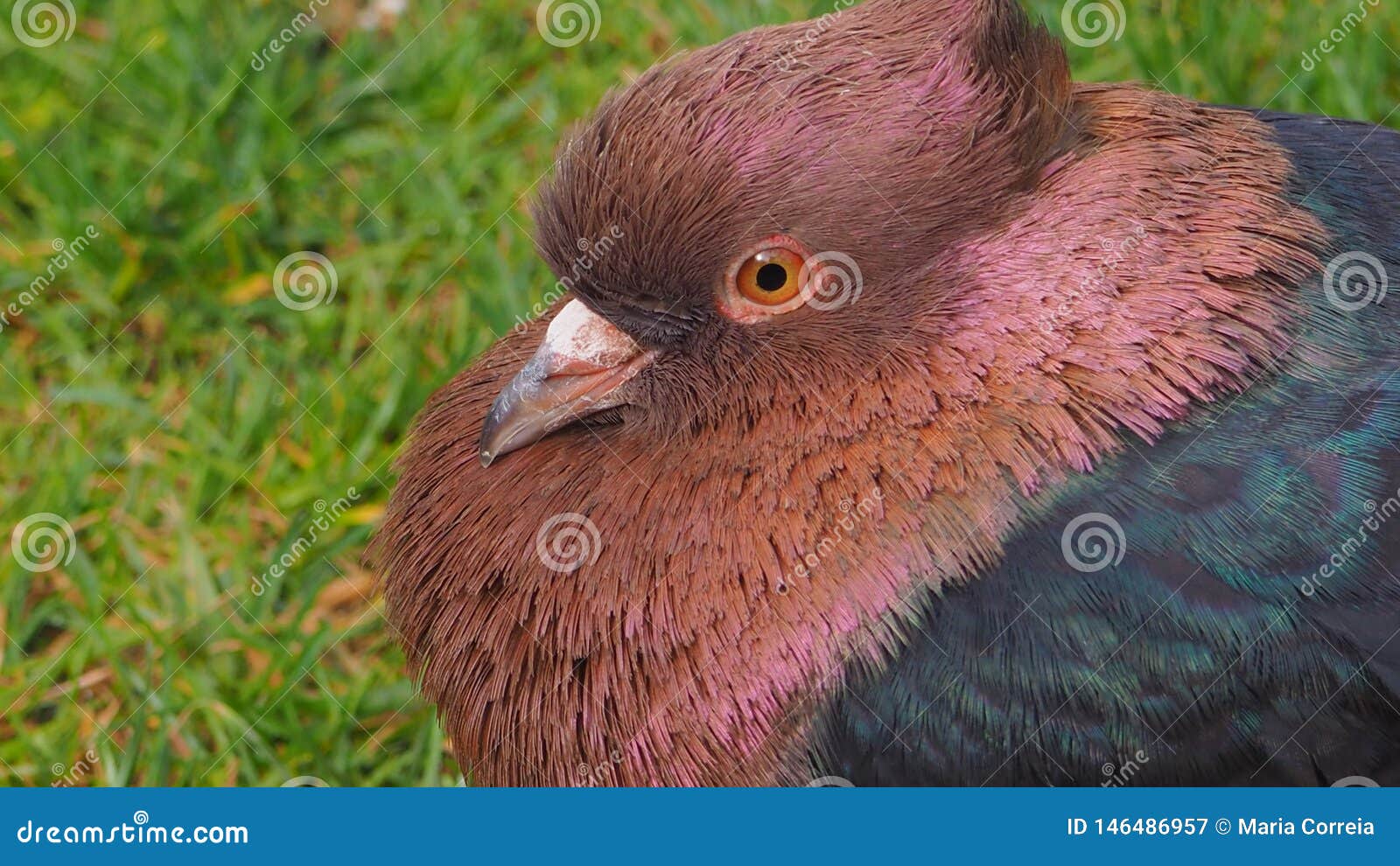 Pigeon Head Stock Images - Download 5,142 Royalty Free Photos