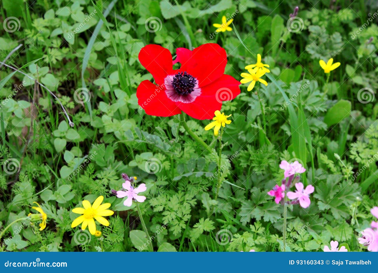 Beautiful Wild Poopy Flower Stock Image - Image of field, branch: 93160343