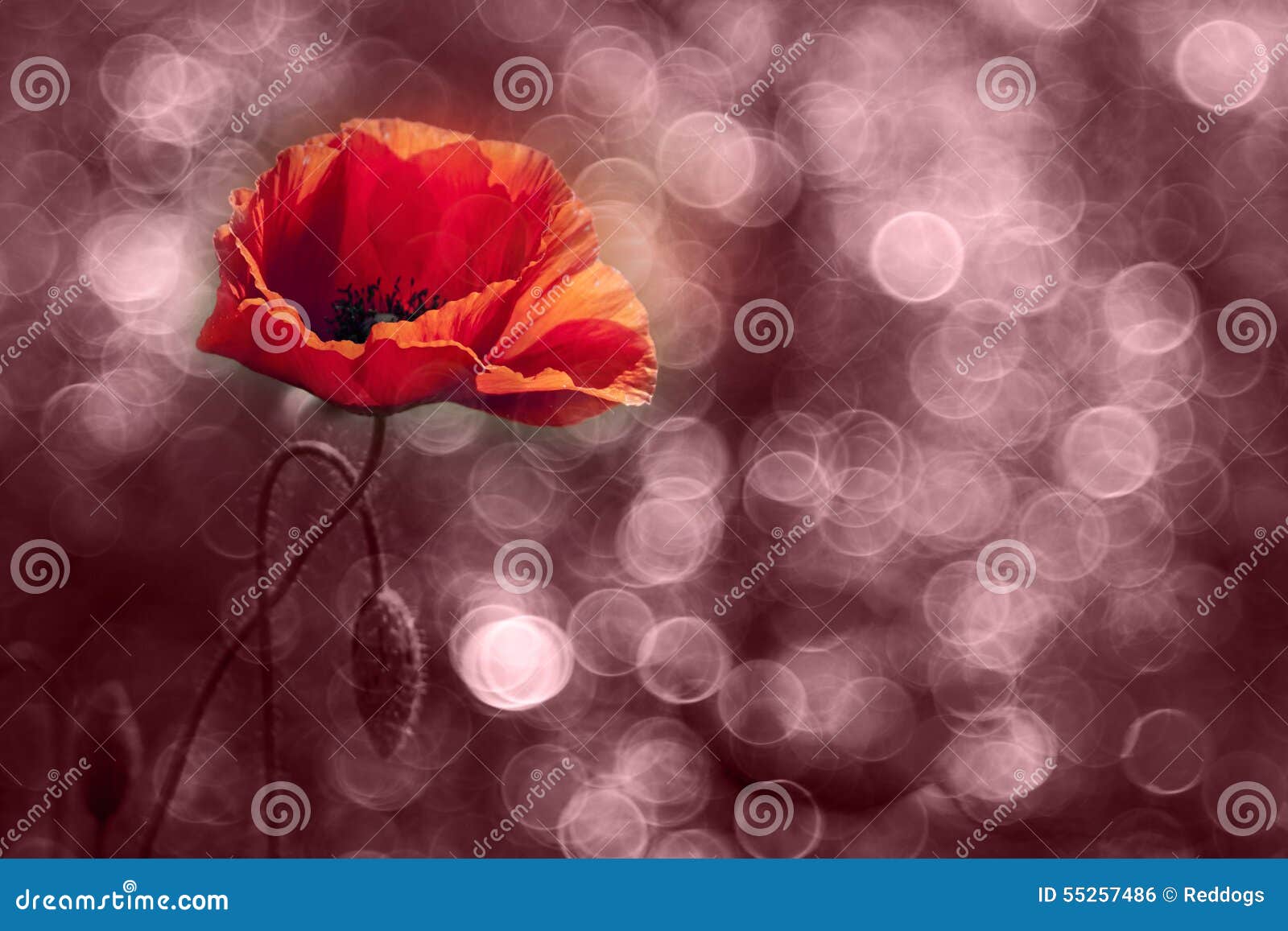 Beautiful Fantasy Pink Poppy Flower Light Background Stock Photos ...