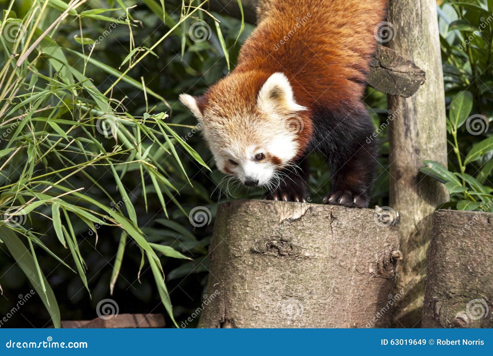 Beautiful Wild Red Panda Climbing Down Down a Tree Stock Image - Image ...