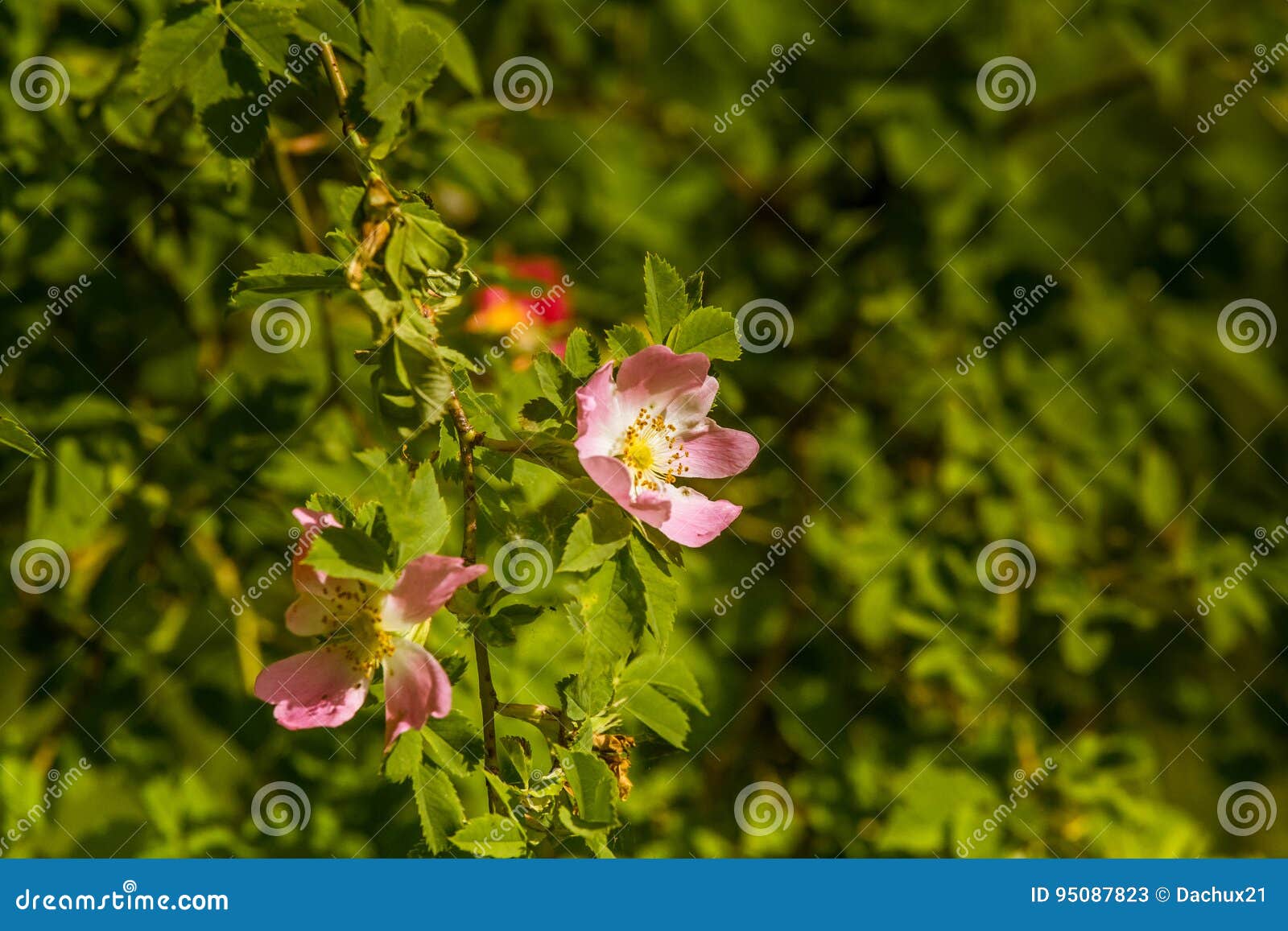 Beautiful Wild Rose Bush Blooming in a Meadow Stock Image - Image of ...