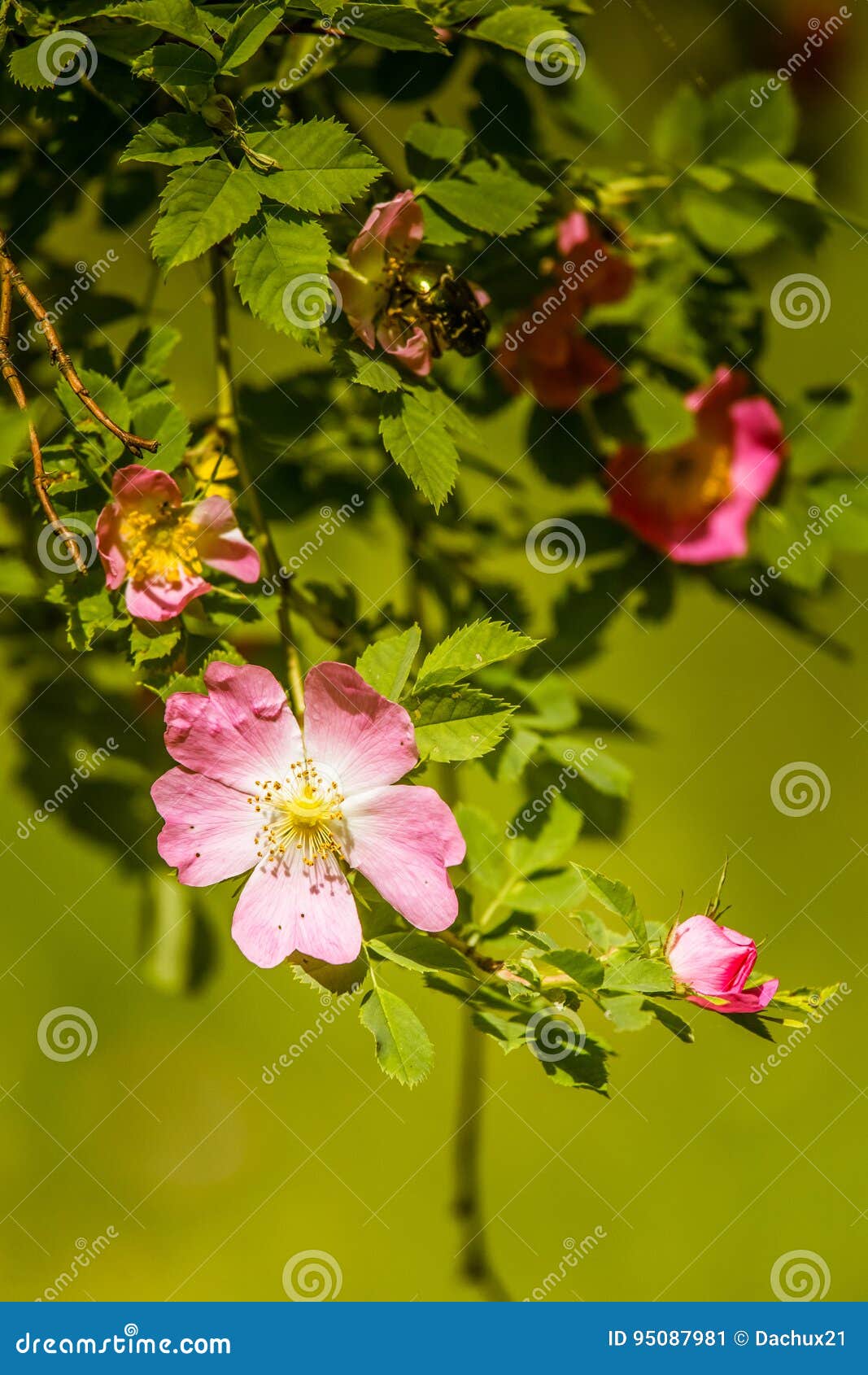 Beautiful Wild Rose Bush Blooming in a Meadow Stock Image - Image of ...