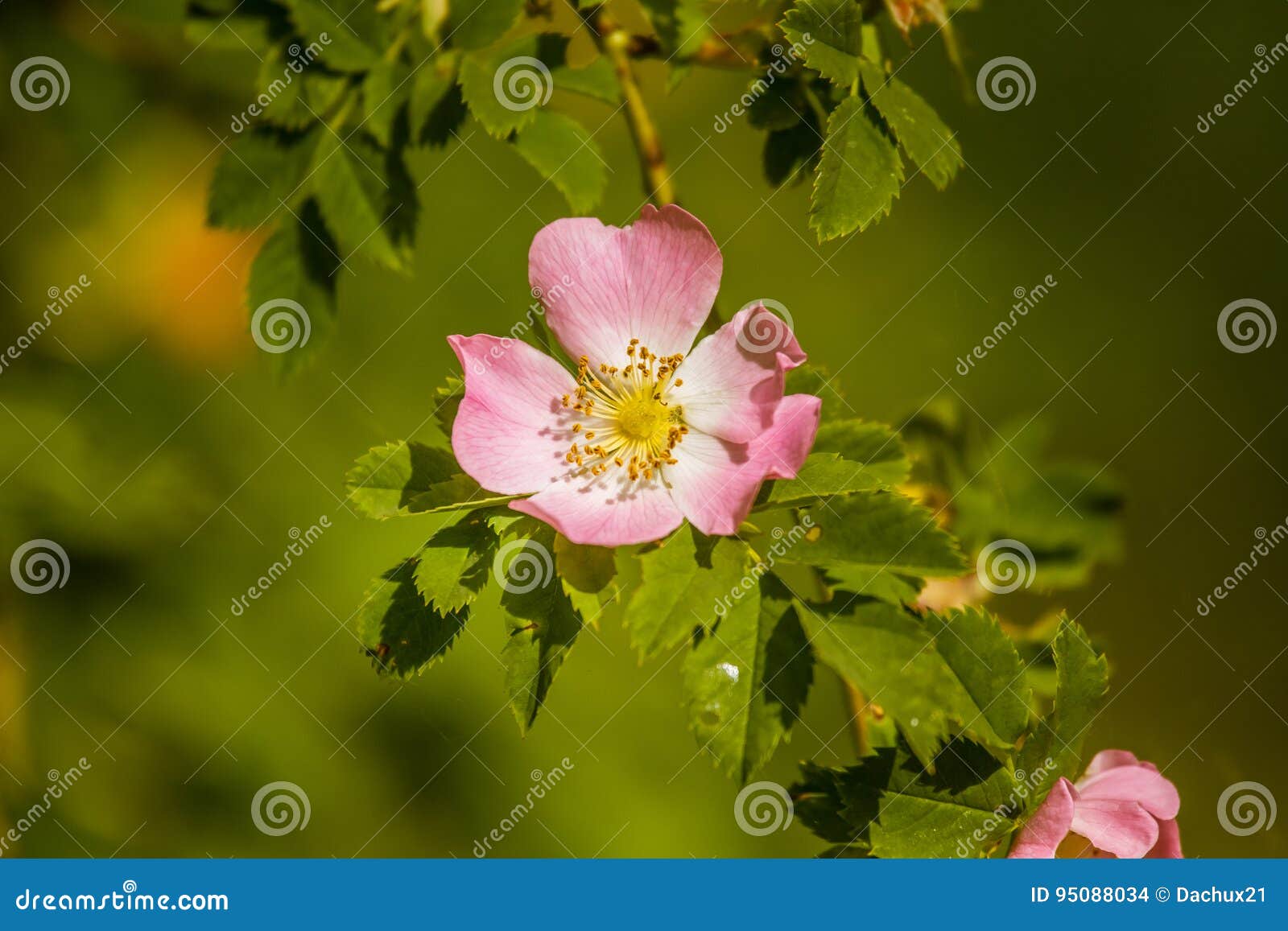 Beautiful Wild Rose Bush Blooming in a Meadow Stock Photo - Image of ...
