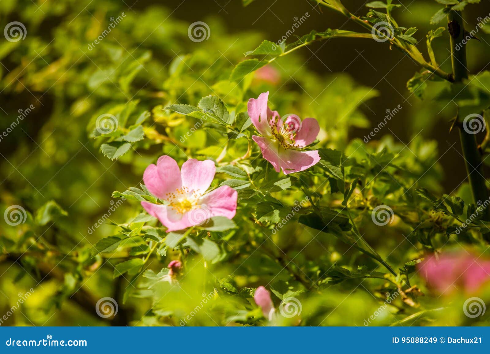 Beautiful Wild Rose Bush Blooming in a Meadow Stock Image - Image of ...