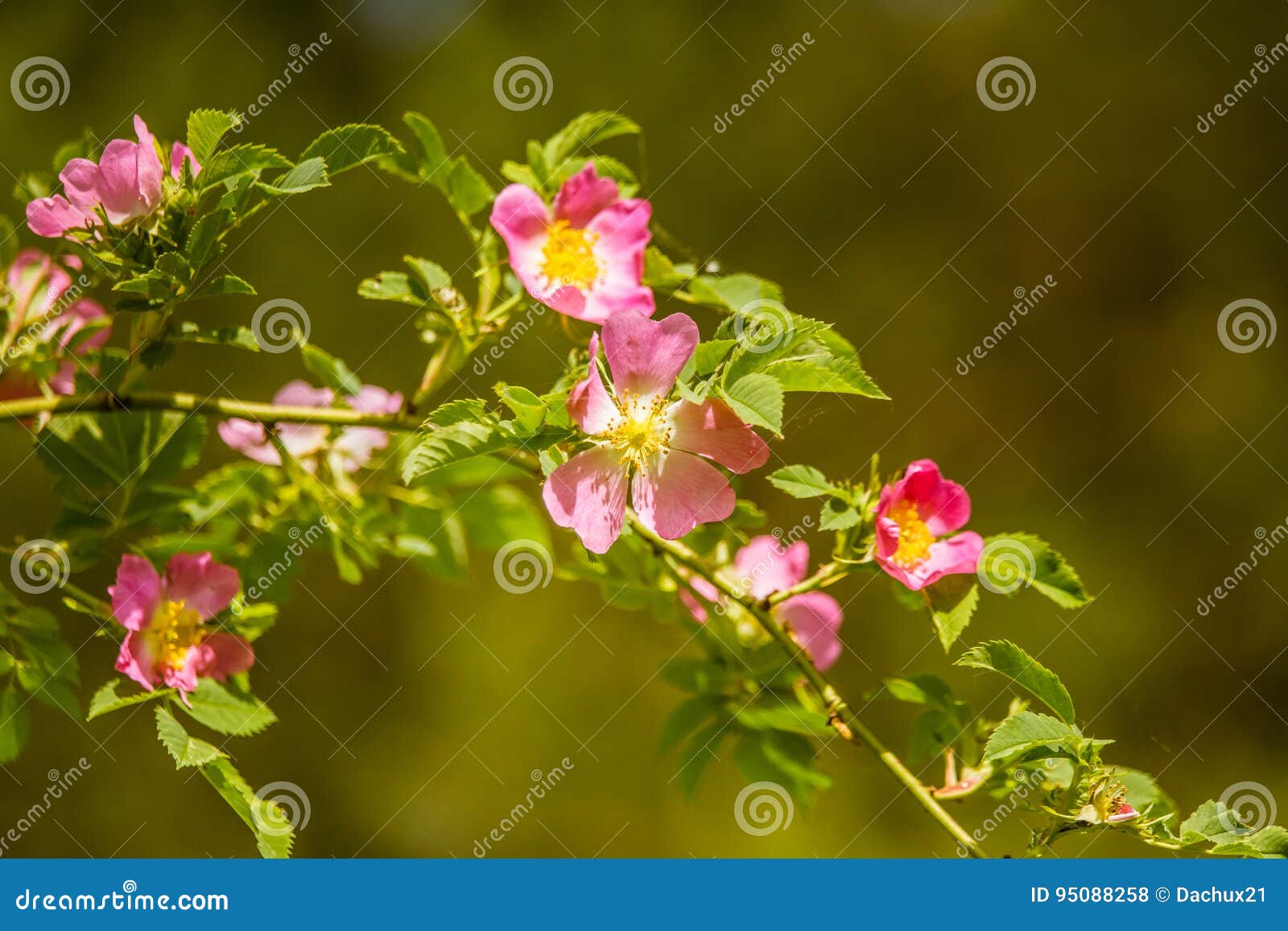 Beautiful Wild Rose Bush Blooming in a Meadow Stock Photo - Image of ...