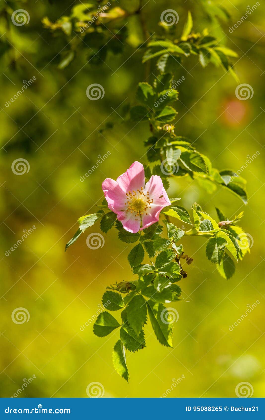Beautiful Wild Rose Bush Blooming in a Meadow Stock Image - Image of ...