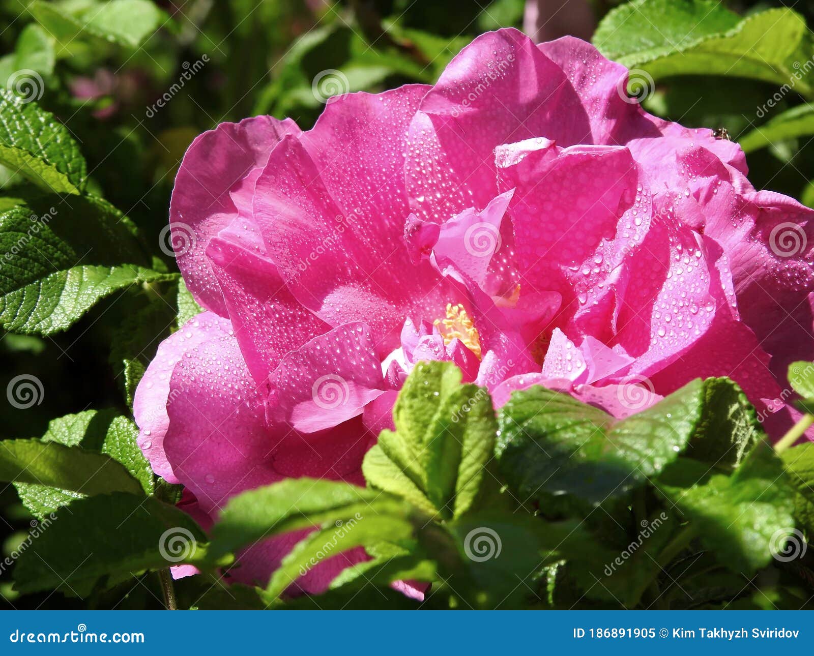 Beautiful Wild Rose Flowers Close-up Stock Image - Image of leaves ...