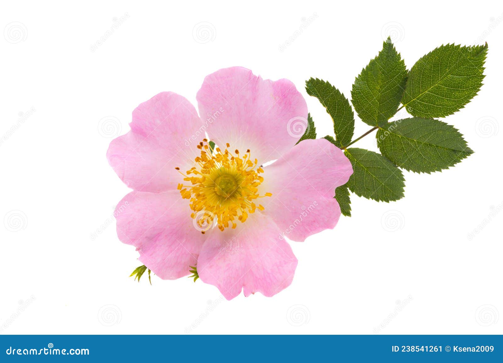 Beautiful Wild Rose Flowers Isolated Stock Image - Image of garden ...