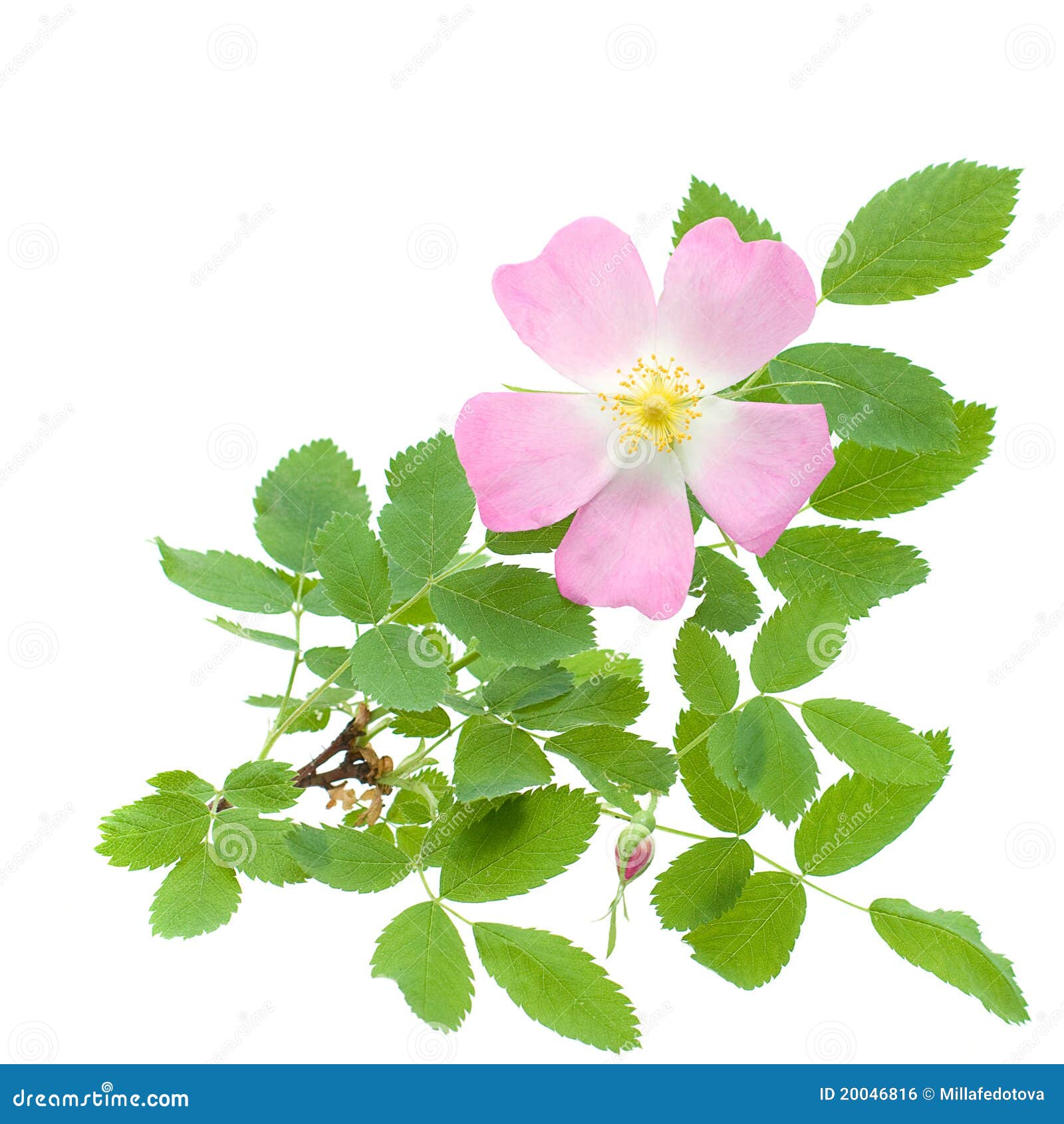 Beautiful Wild Rose and Green Leaves Stock Photo - Image of color ...