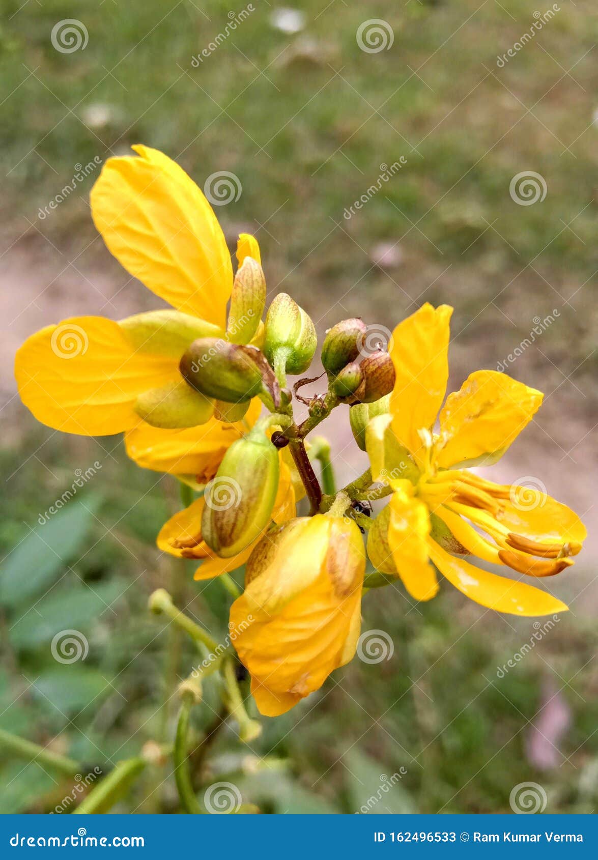 Beautiful Wild Senna Image India Stock Image - Image of senna ...
