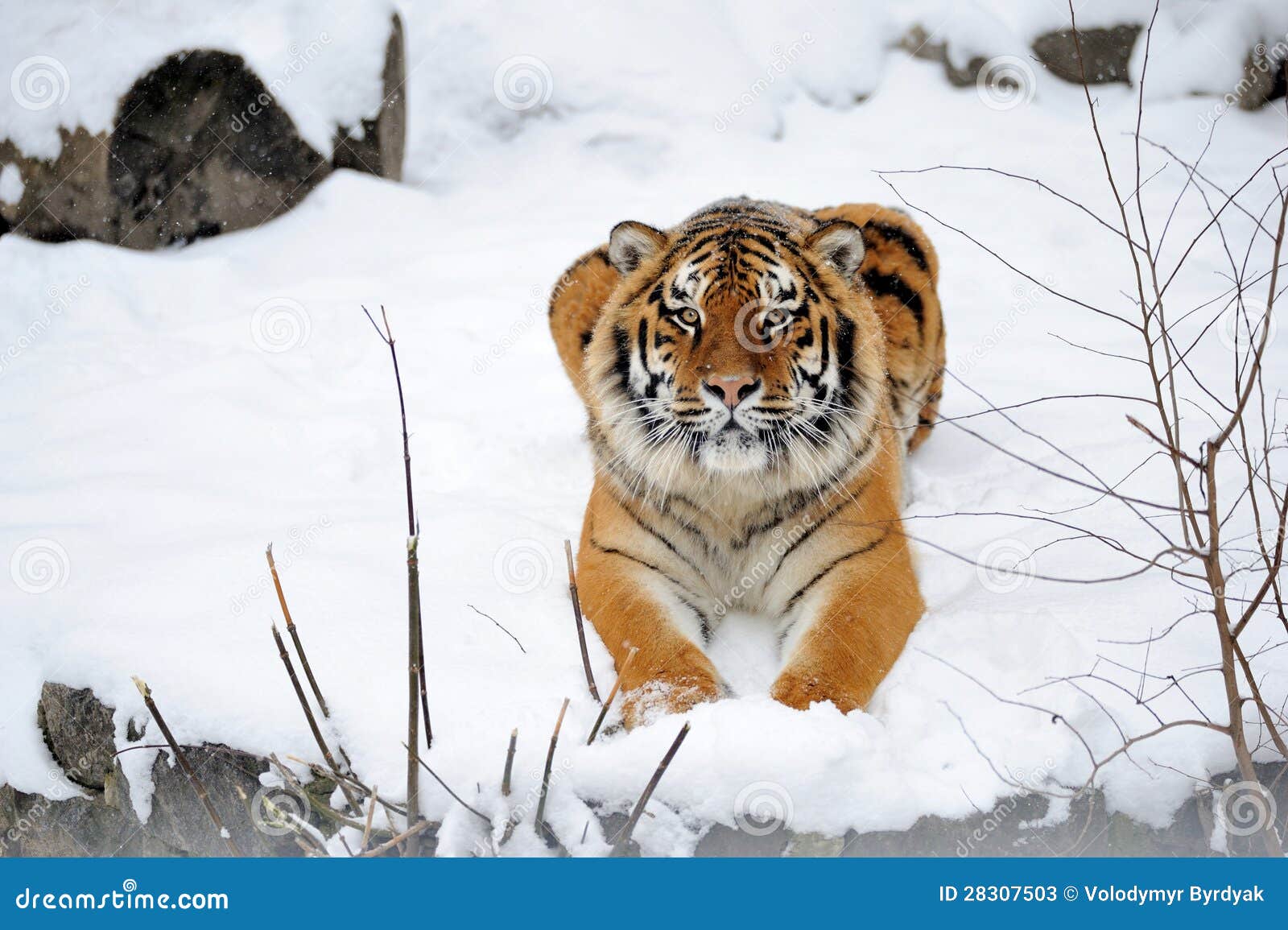 Beautiful Wild Siberian Tiger Stock Image - Image of aggression ...